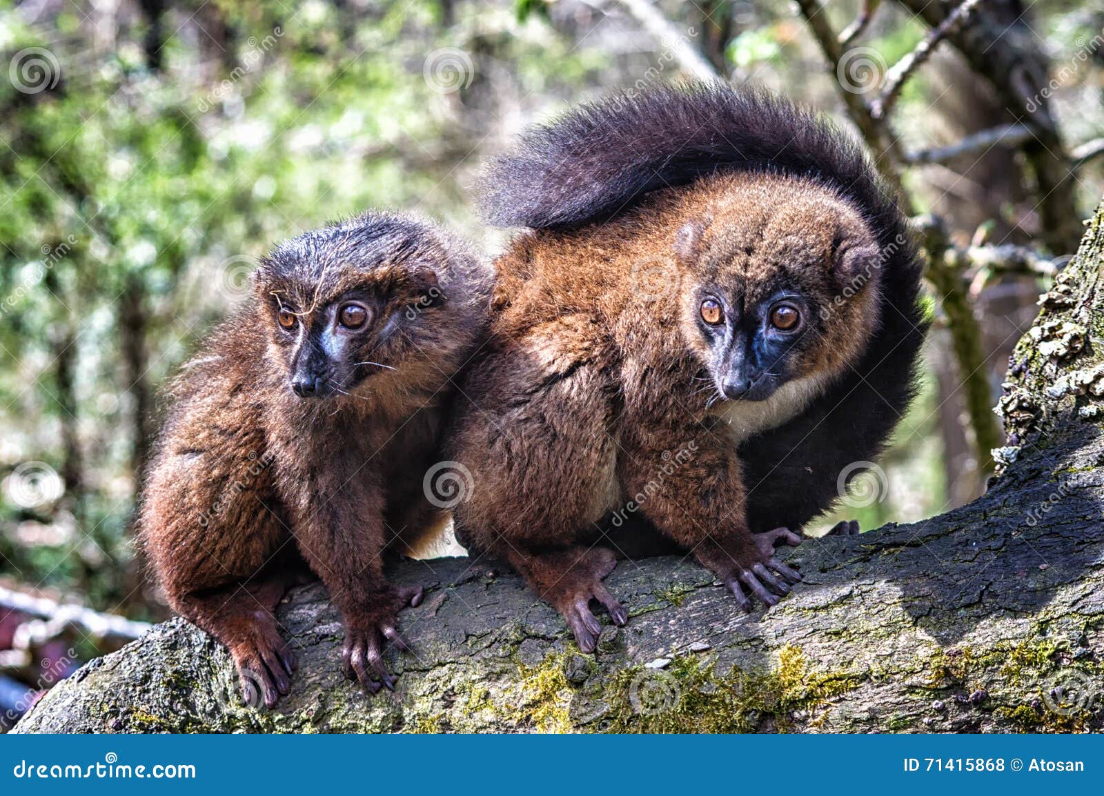 Red bellied lemur stock photo. Image of lemur, nature - 71415868