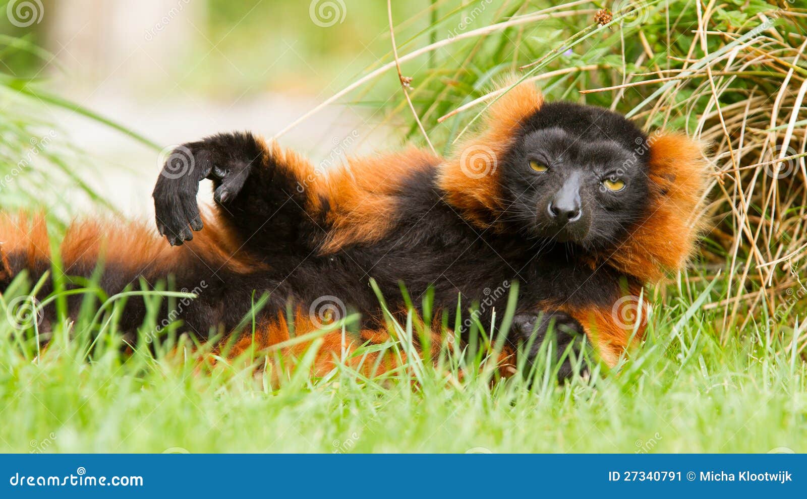 Red-bellied Lemur (Eulemur Rubriventer) Stock Image - Image of ...