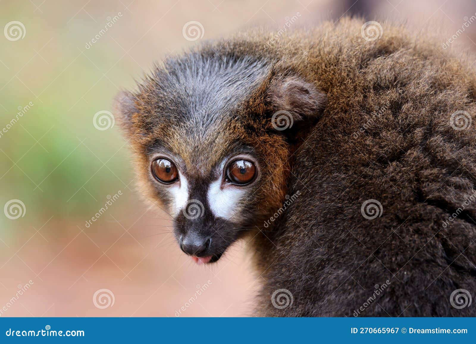 The Red-bellied Lemur (Eulemur Rubriventer) Stock Image - Image of ...
