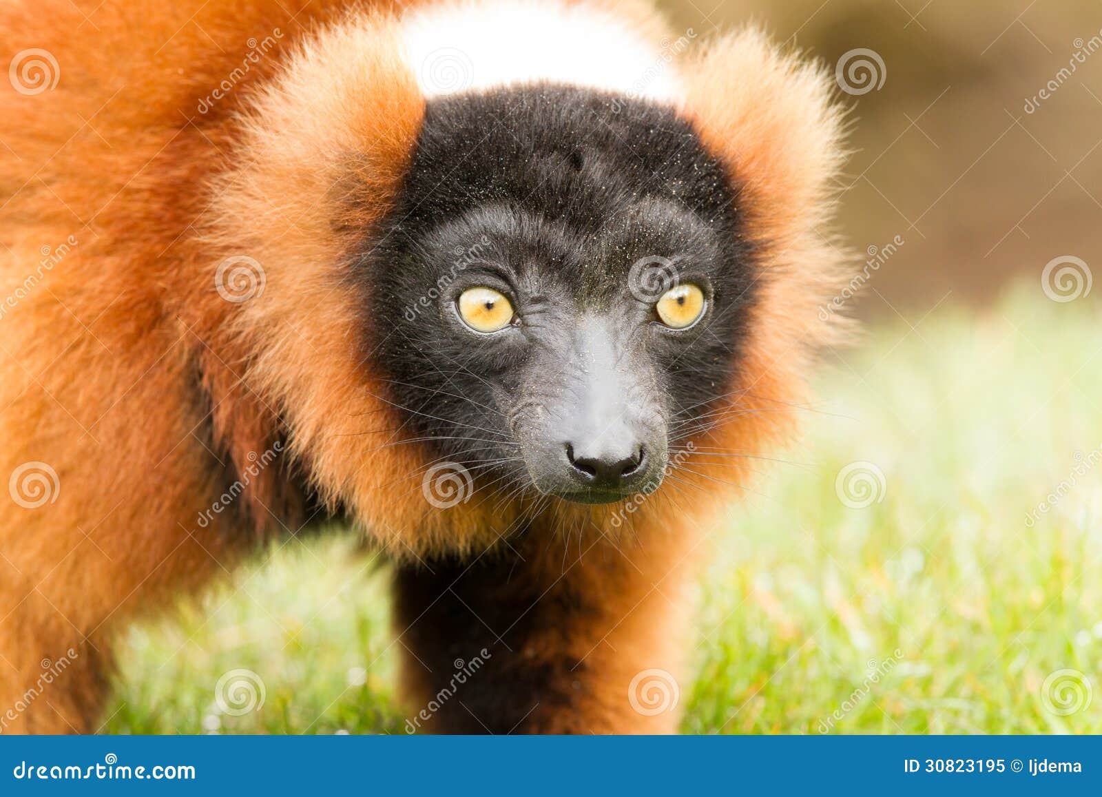 Red-bellied Lemur (Eulemur Rubriventer) Stock Image - Image of ...