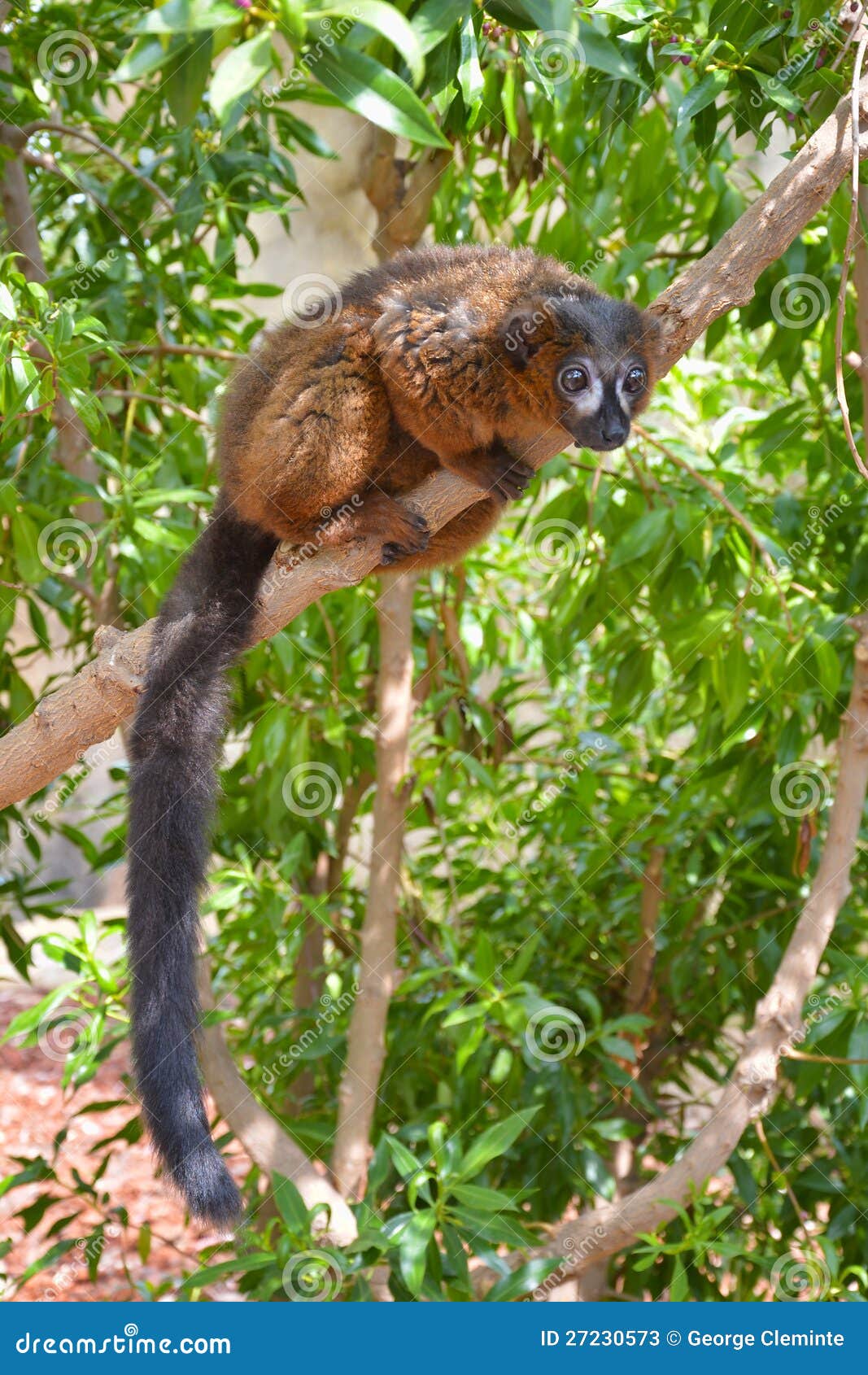 Red-bellied Lemur Hanging on a Tree Branch Stock Image - Image of ...
