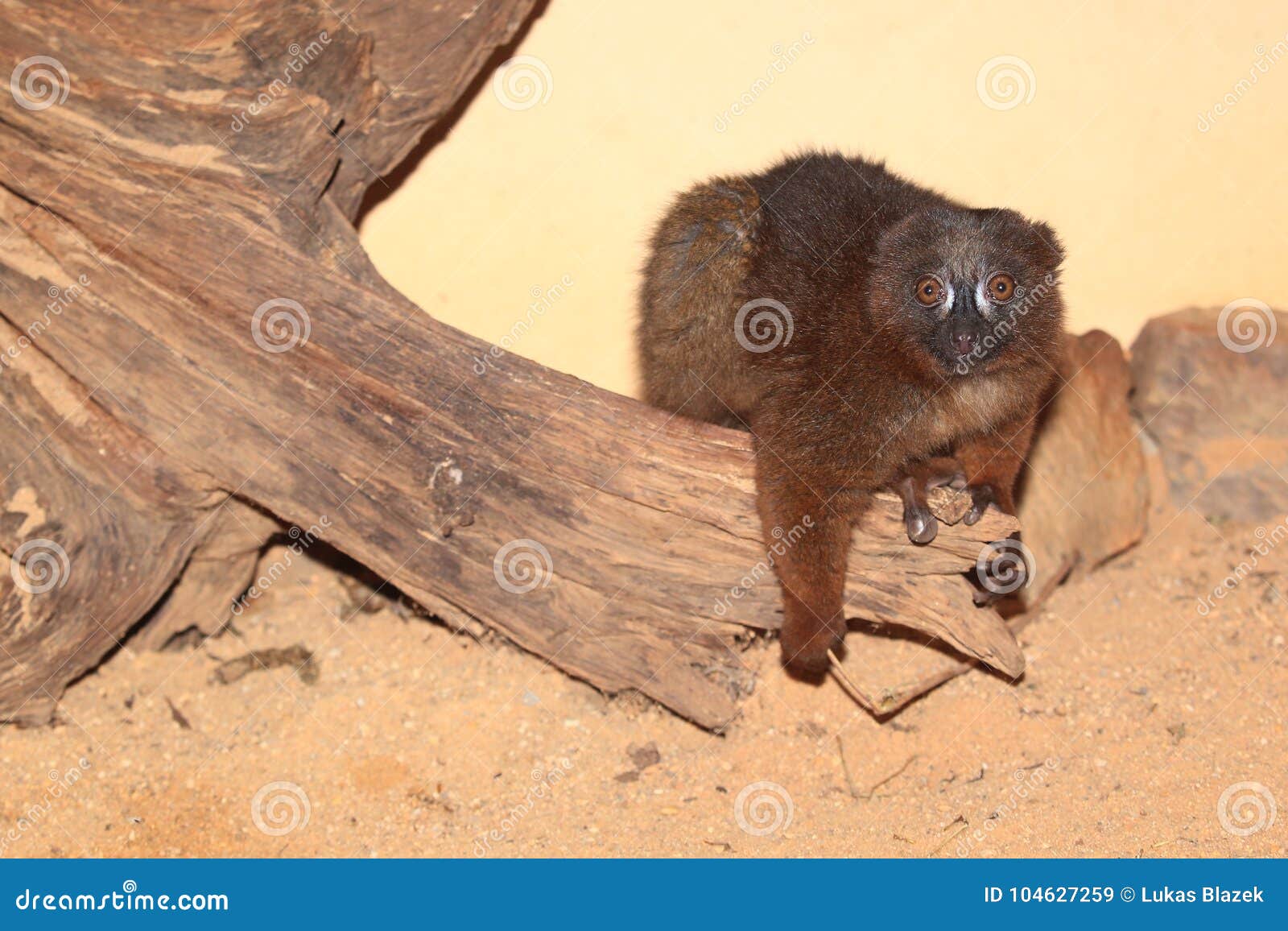 Red Bellied Lemur Couple Sitting On A Branch, Tropical Monkeys ...