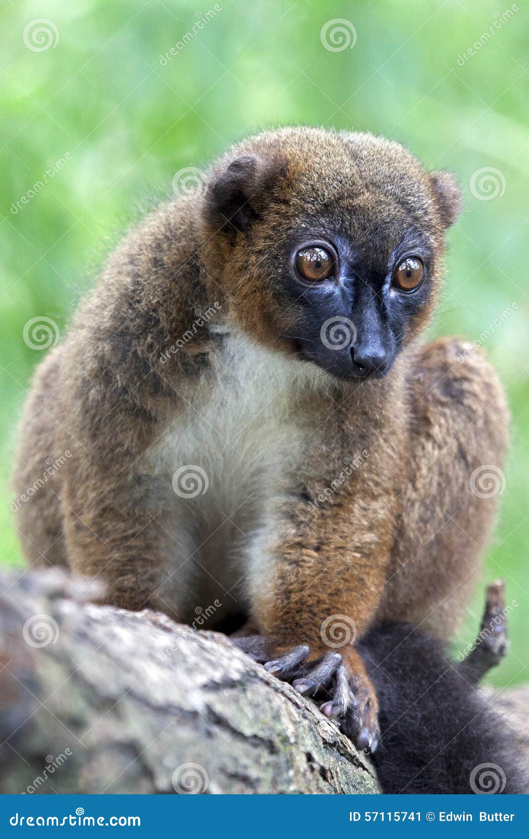 Red Bellied Lemur stock image. Image of drinking, baby - 57115741