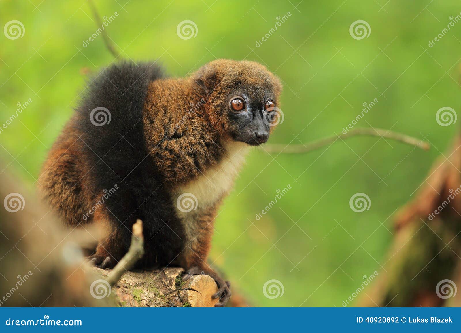 Red-bellied lemur stock photo. Image of adult, mammal - 40920892