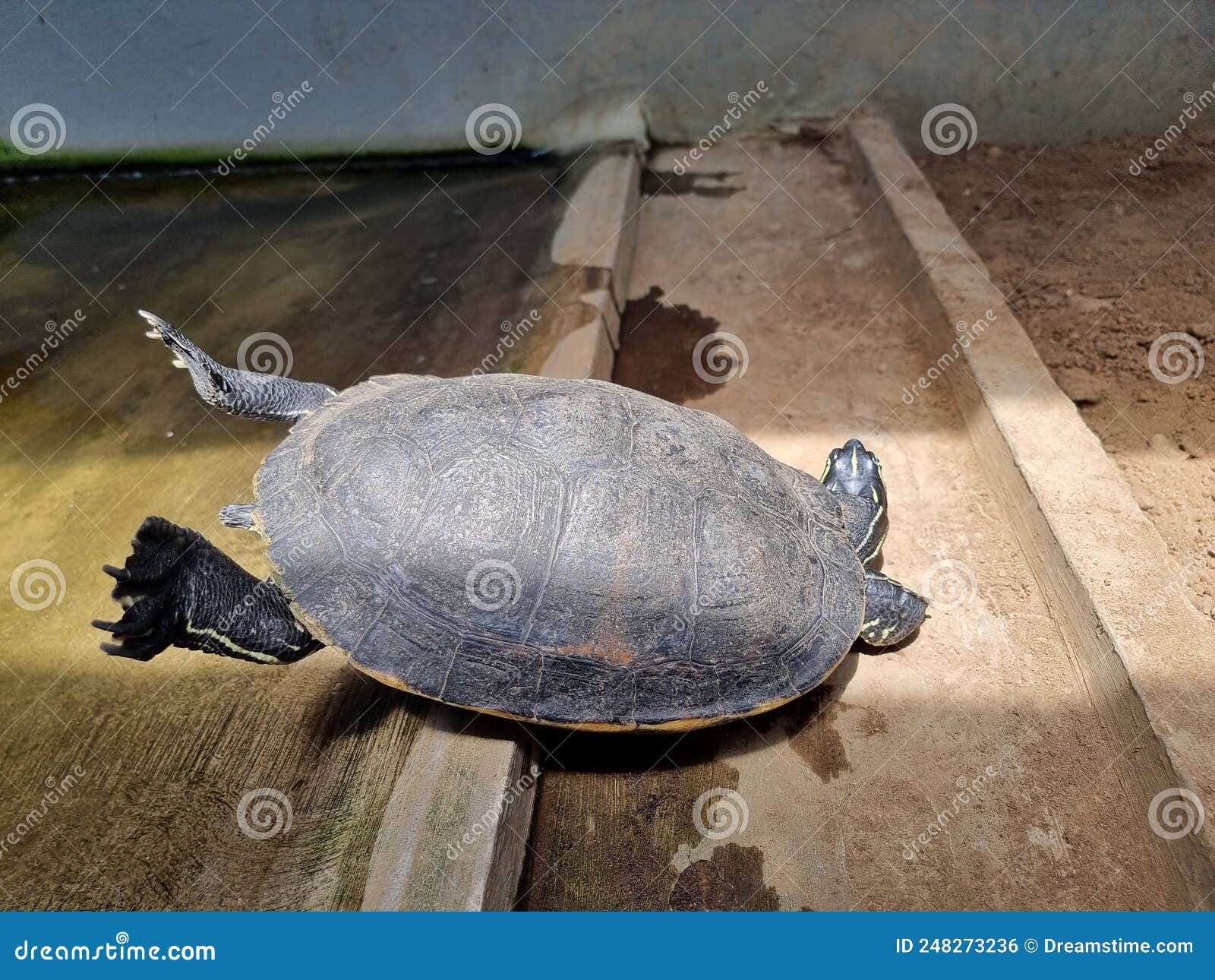 Red bellied nelsoni turtle stock photo. Image of amphibian - 248273236