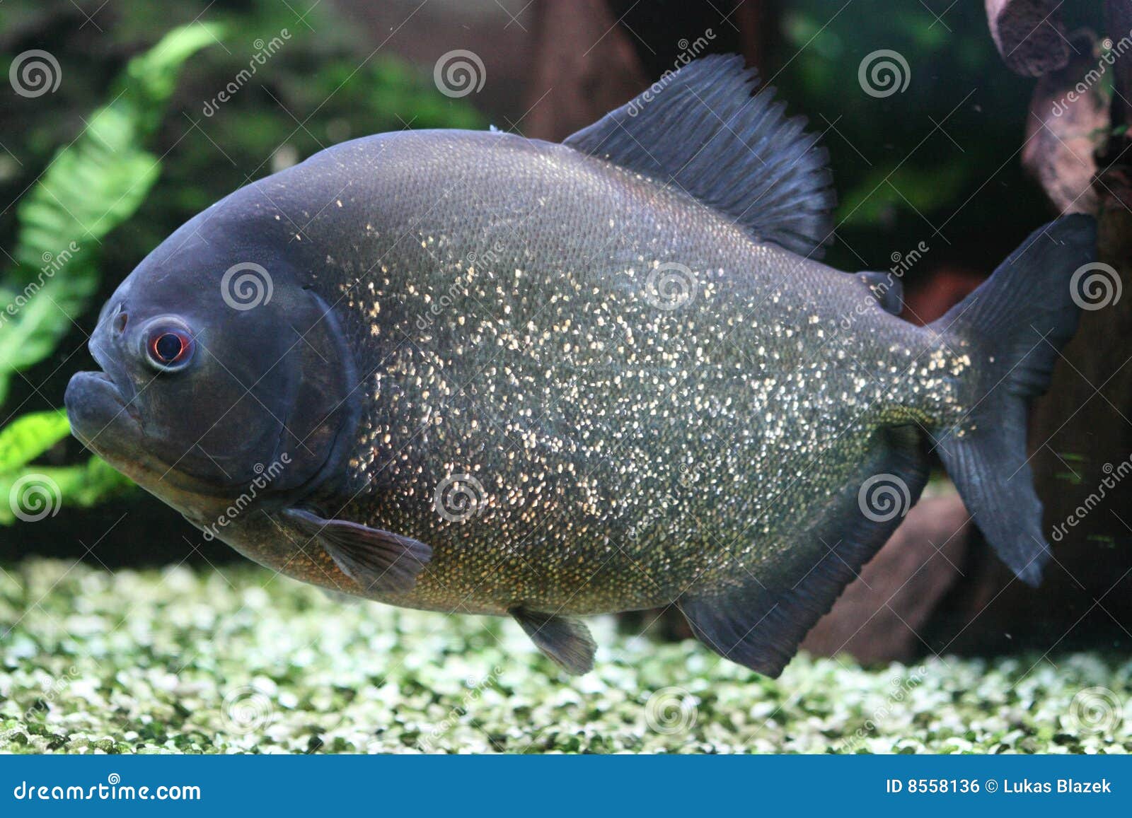Red-bellied Piranha Pygocentrus Nattereri, Freshwater Fish. Royalty ...