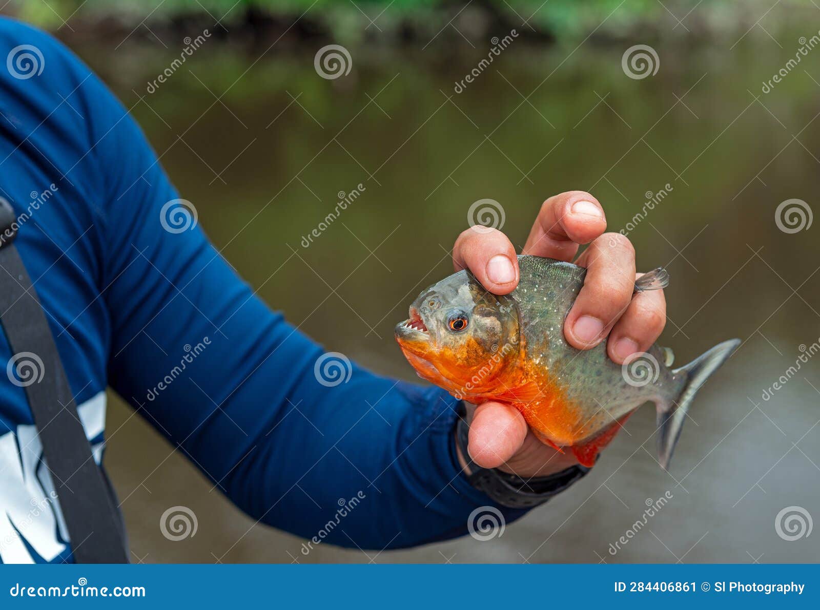 Piranha In Amazon River Underwater. Fish Called Pygocentrus Natteri Is ...