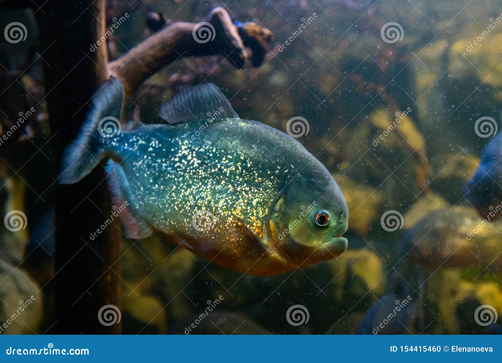 Red-bellied Piranha, Danger Fish in the Water Stock Photo - Image of ...