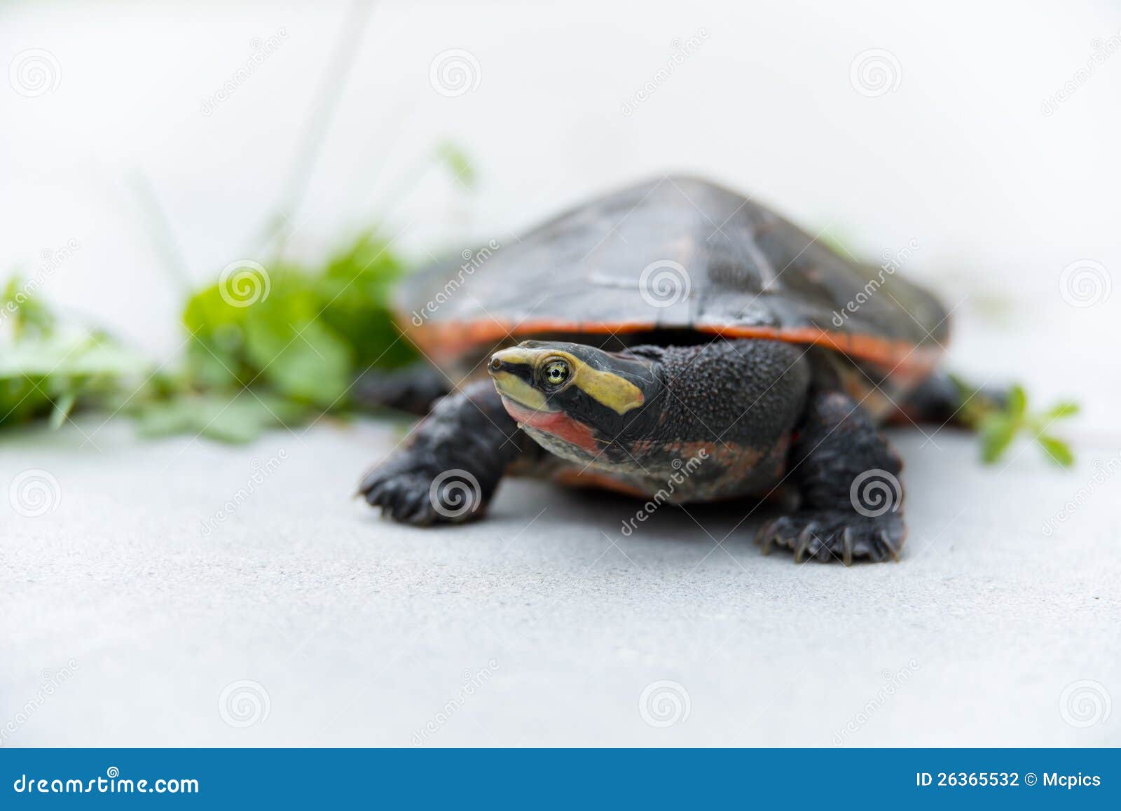 Red-bellied Short-necked Turtle Stock Photo - Image of biology, emydura ...