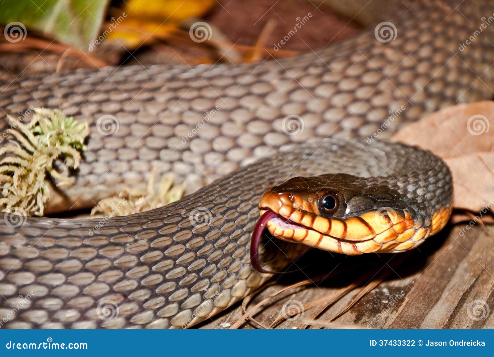 Red-bellied Water Snake stock photo. Image of colors - 37433322