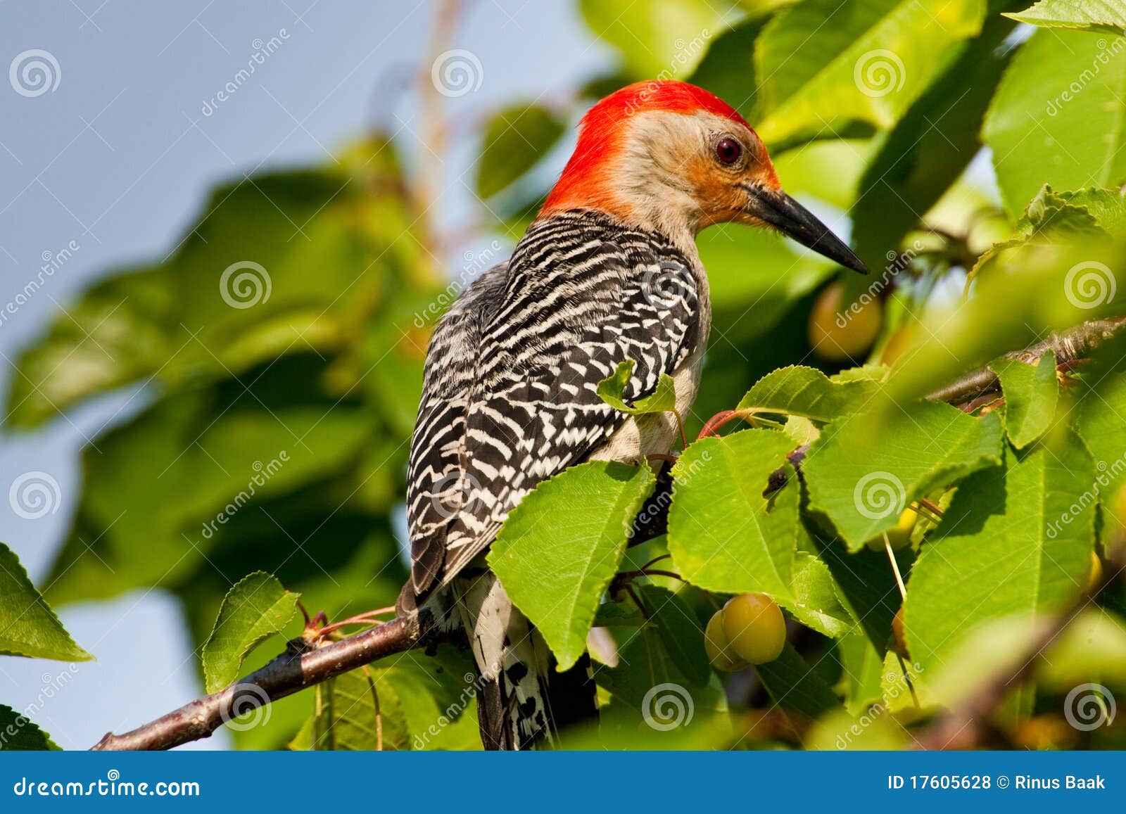 Red Bellied Woodpecker stock photo. Image of bellied - 17605628