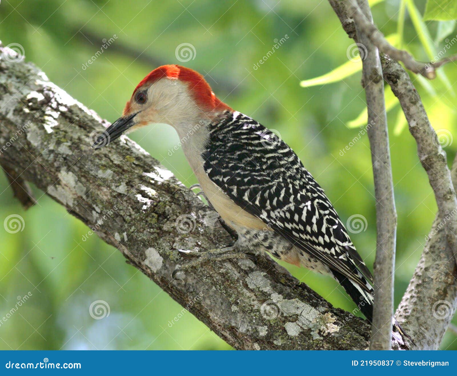 Red-bellied woodpecker stock image. Image of woodpecker - 21950837