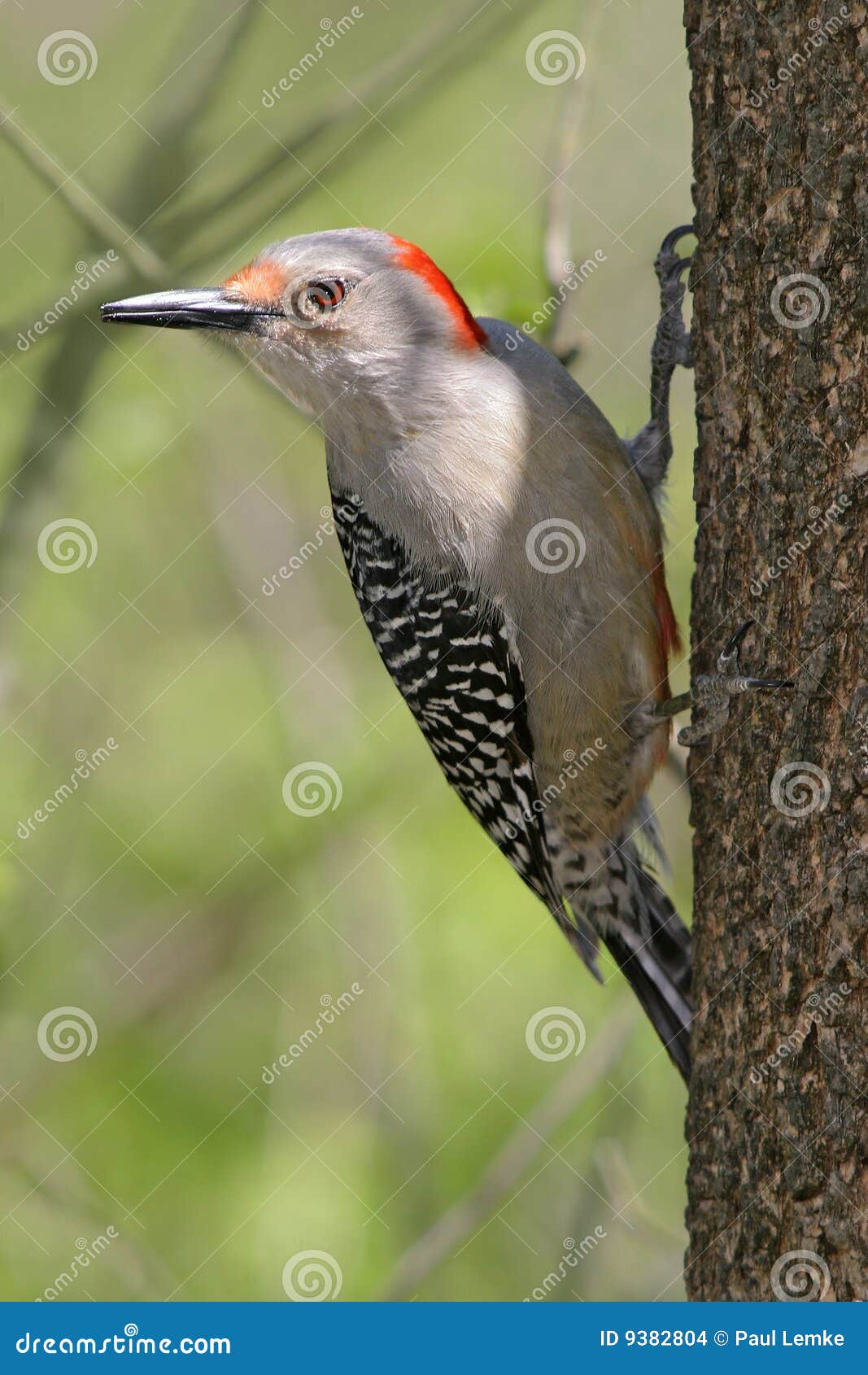 Red Bellied Woodpecker stock photo. Image of waiting, melanerpes - 9382804