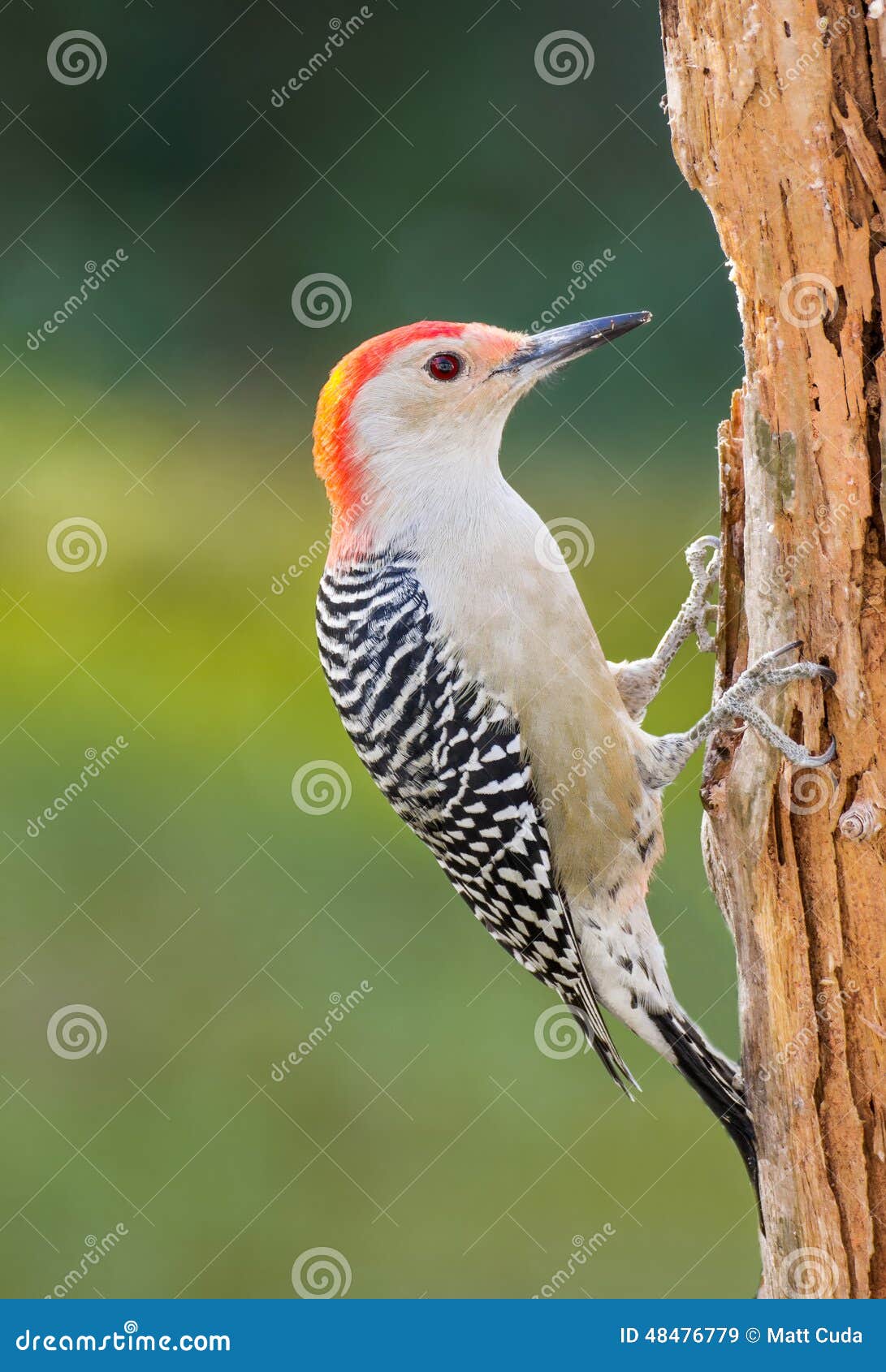 Red-bellied Woodpecker stock image. Image of bellied - 48476779