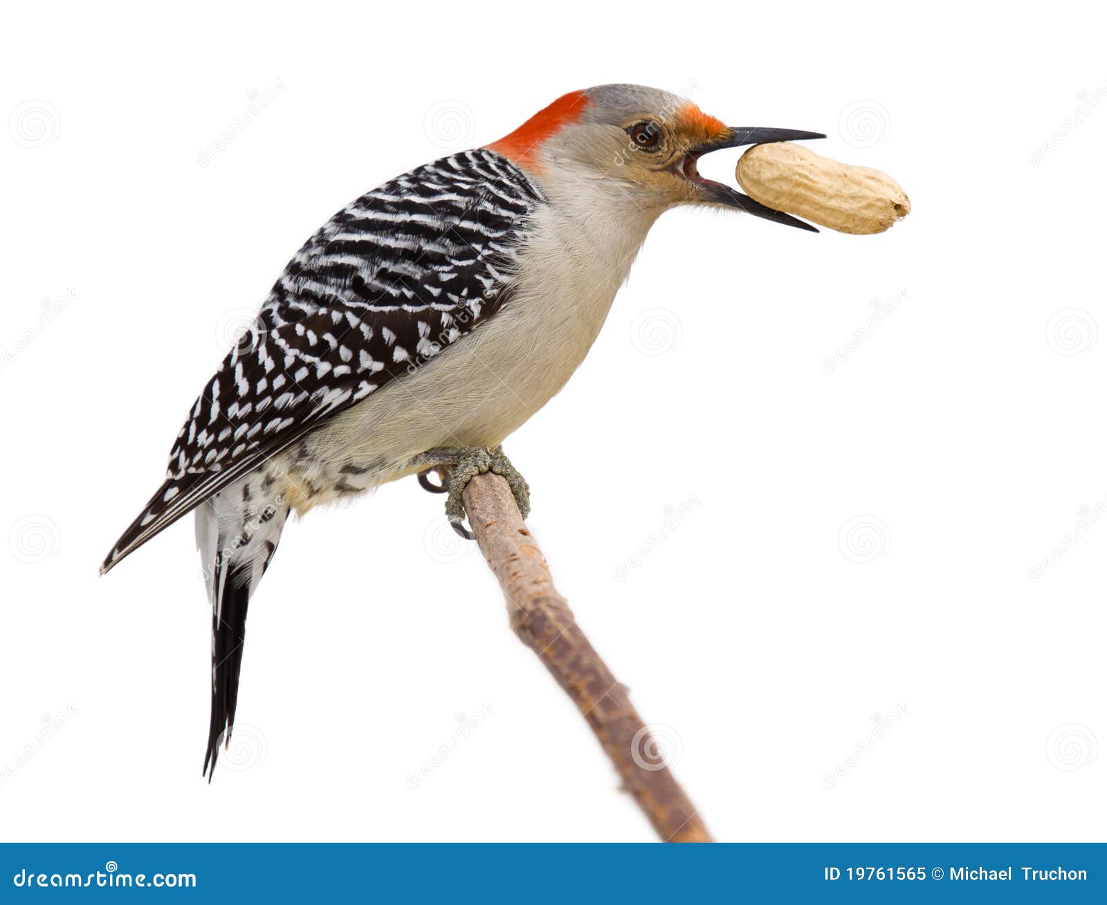 Woodpecker Eating