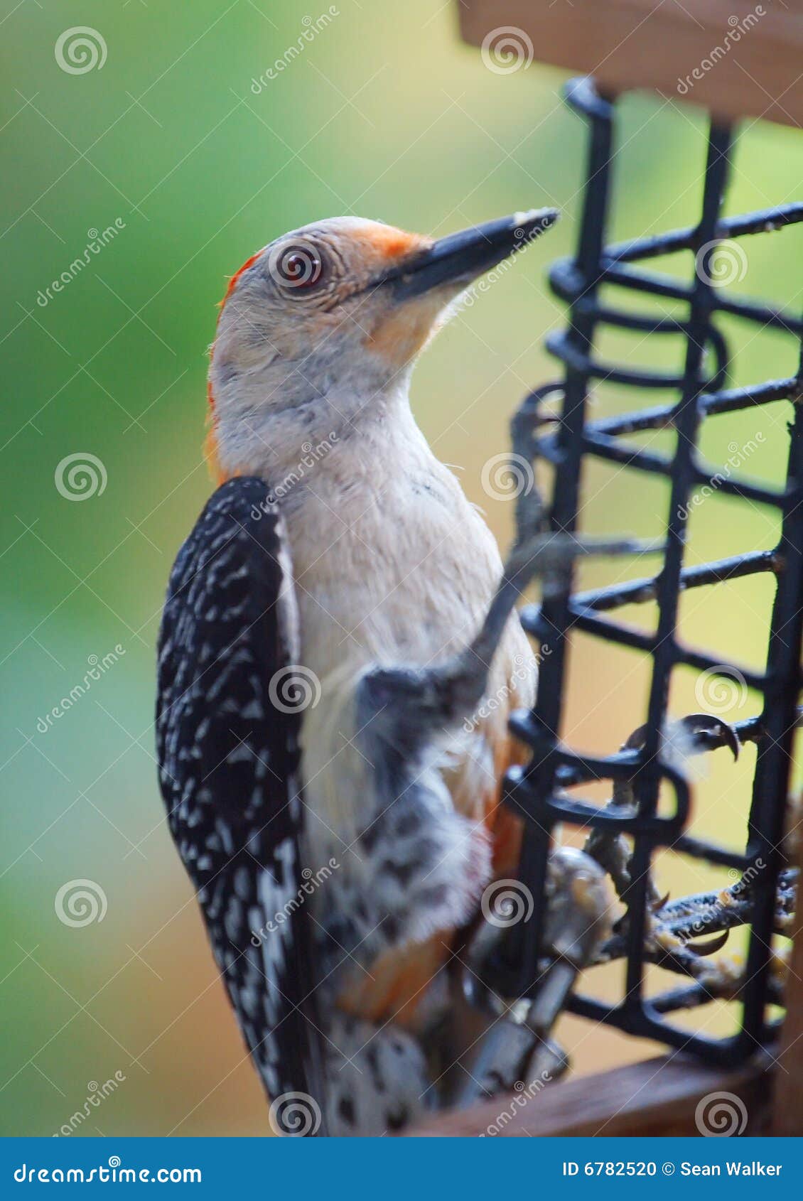 530 Woodpecker Feet Stock Photos - Free & Royalty-Free Stock Photos ...