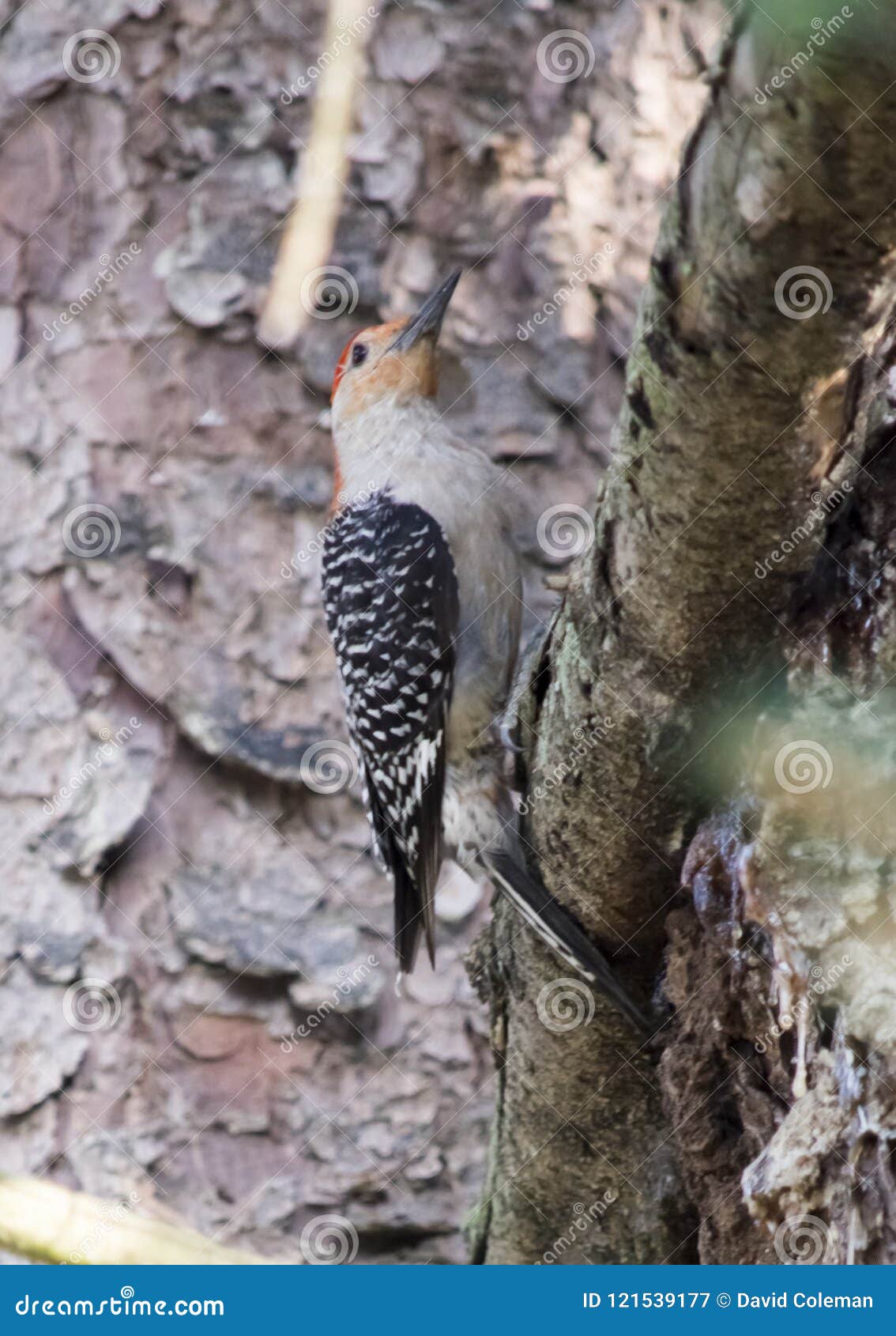 Red Bellied Woodpecker in Pine Tree Stock Image - Image of detail, beak ...