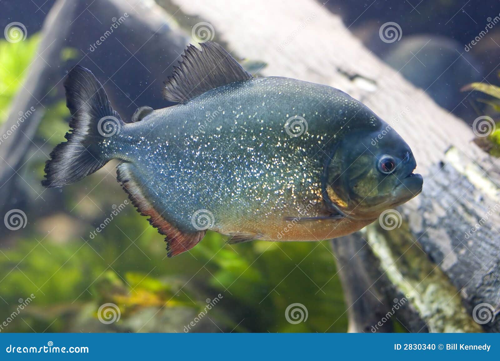 Red Belly Piranha On White Background Royalty-Free Stock Photo ...