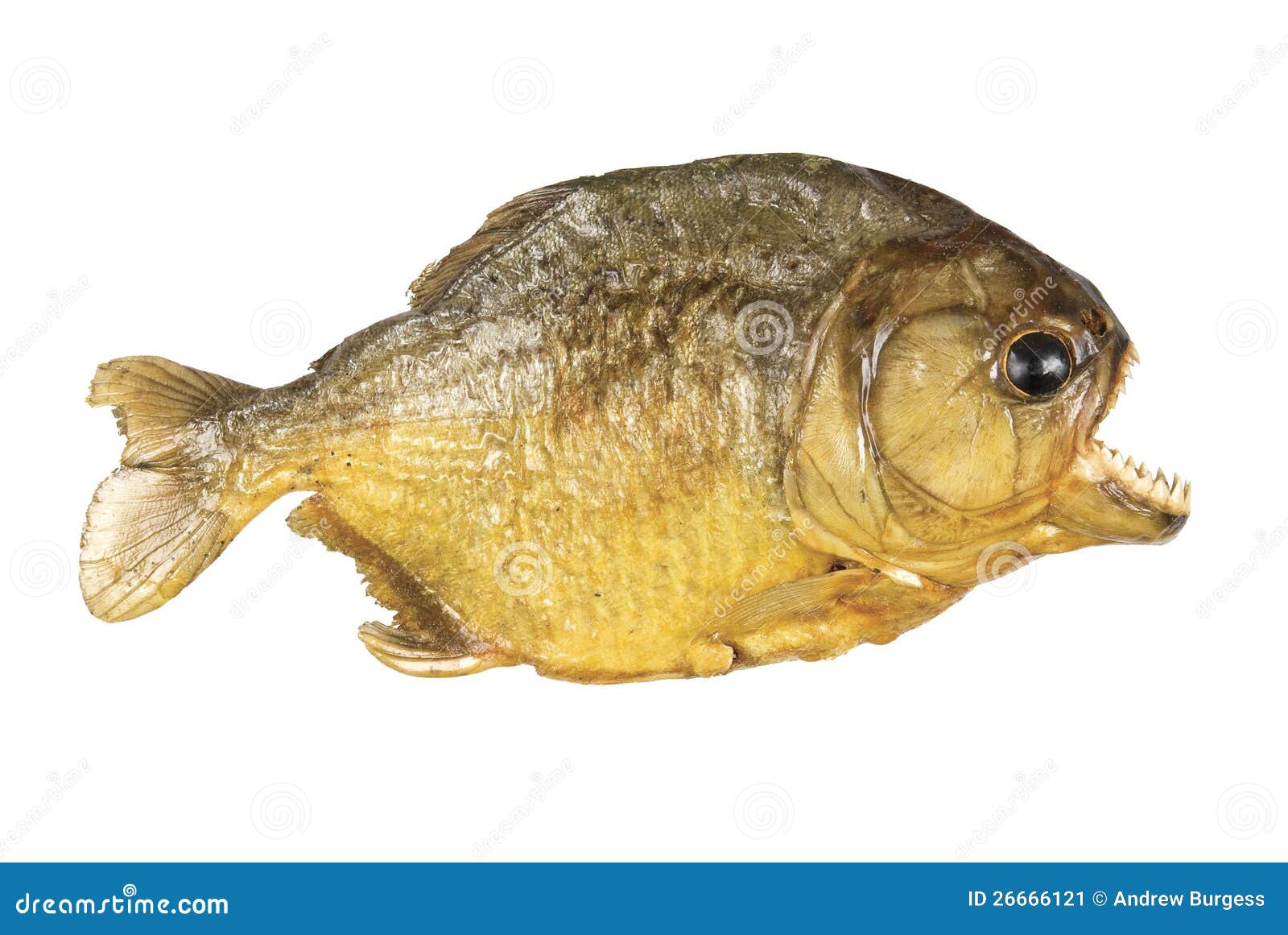 Red Belly Piranha on White Background Stock Image - Image of brazil ...