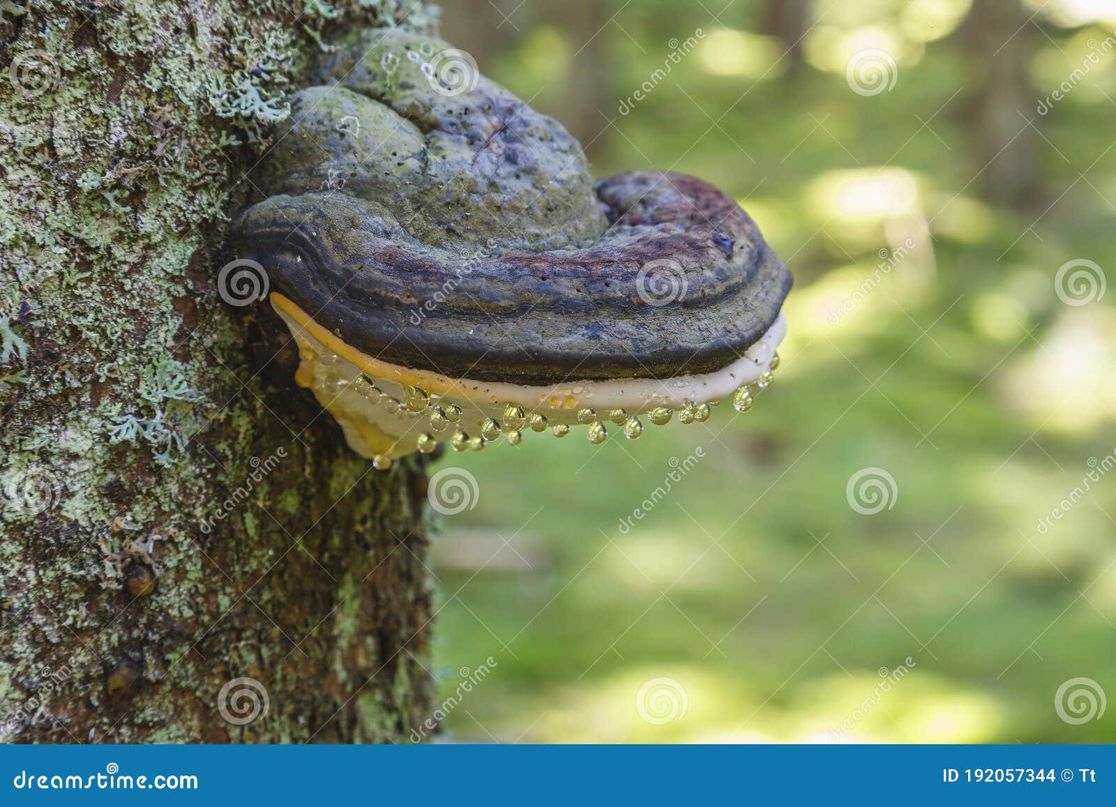 Red Belt Conk with Water Drops Growing on a Tree Trunk Stock Photo ...