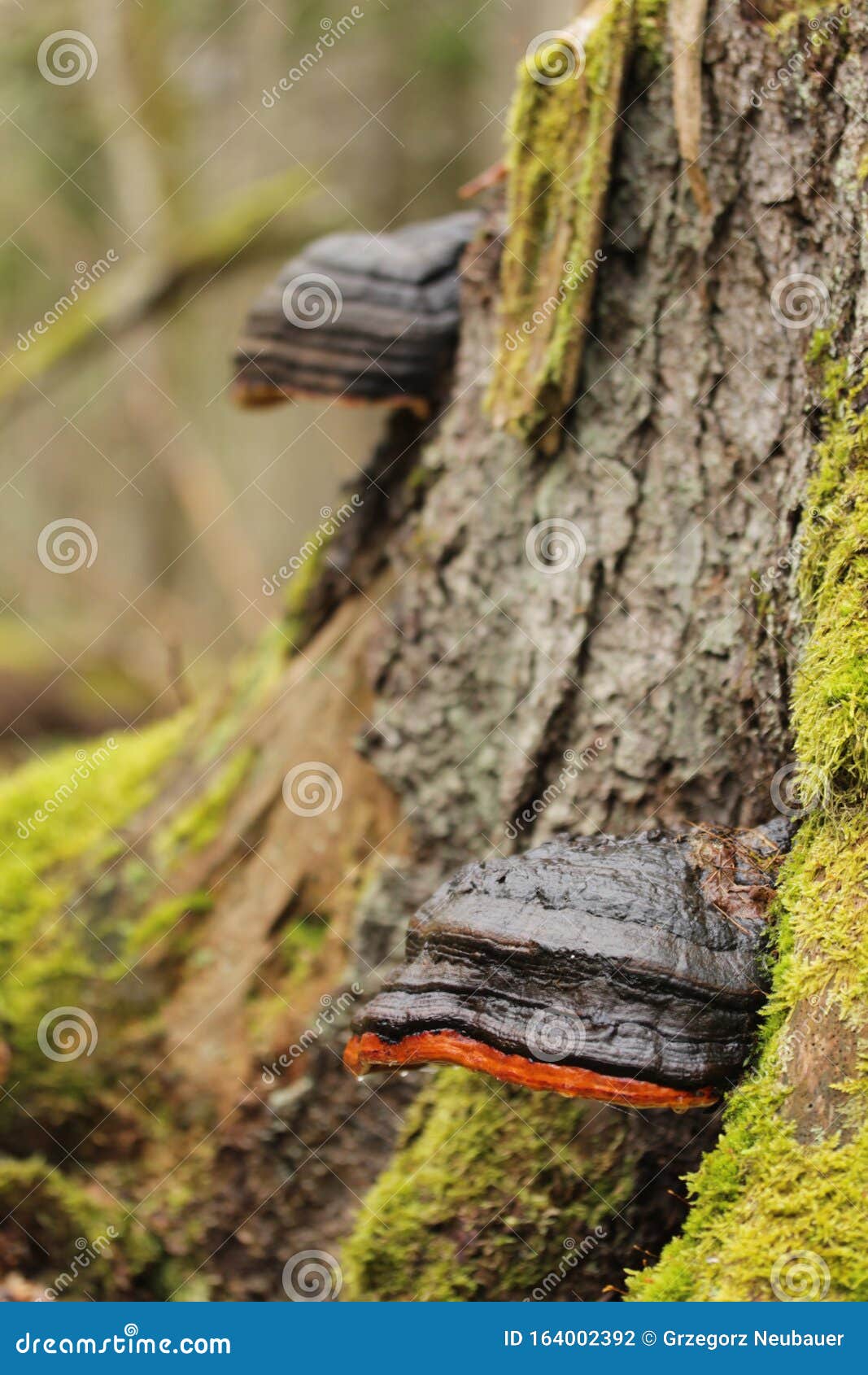 Red-belted Bracket, a Wood Decomposing Fungus Stock Photo - Image of ... Red-belted Bracket, a Wood Decomposing Fungus Stock Photo - Image of ...