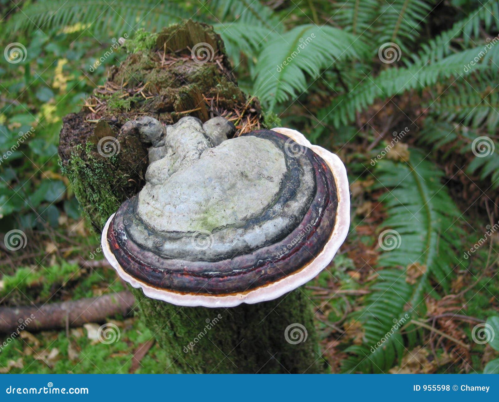 Red-belted Polypore Fungus stock photo. Image of ferns - 955598