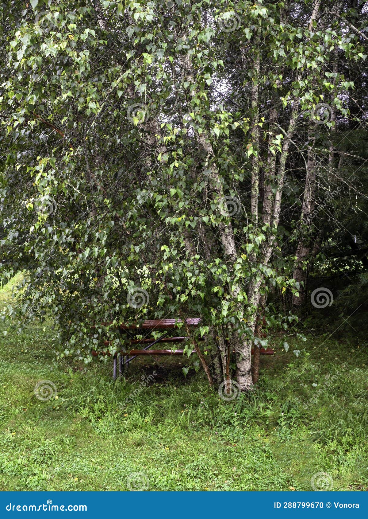 Red bench stock photo. Image of grass, park, birch, vertical - 288799670