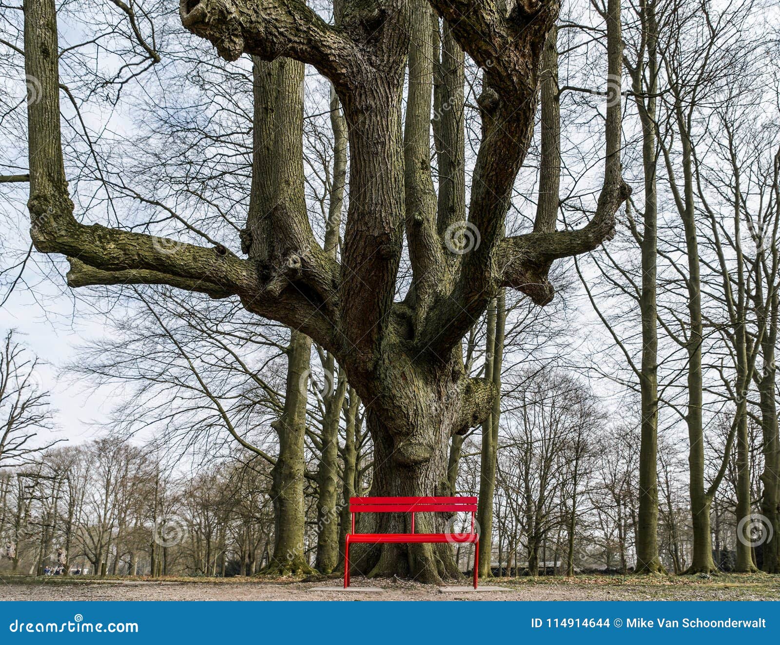 1,220 Red Bench Under Red Tree Stock Photos - Free & Royalty-Free Stock ...