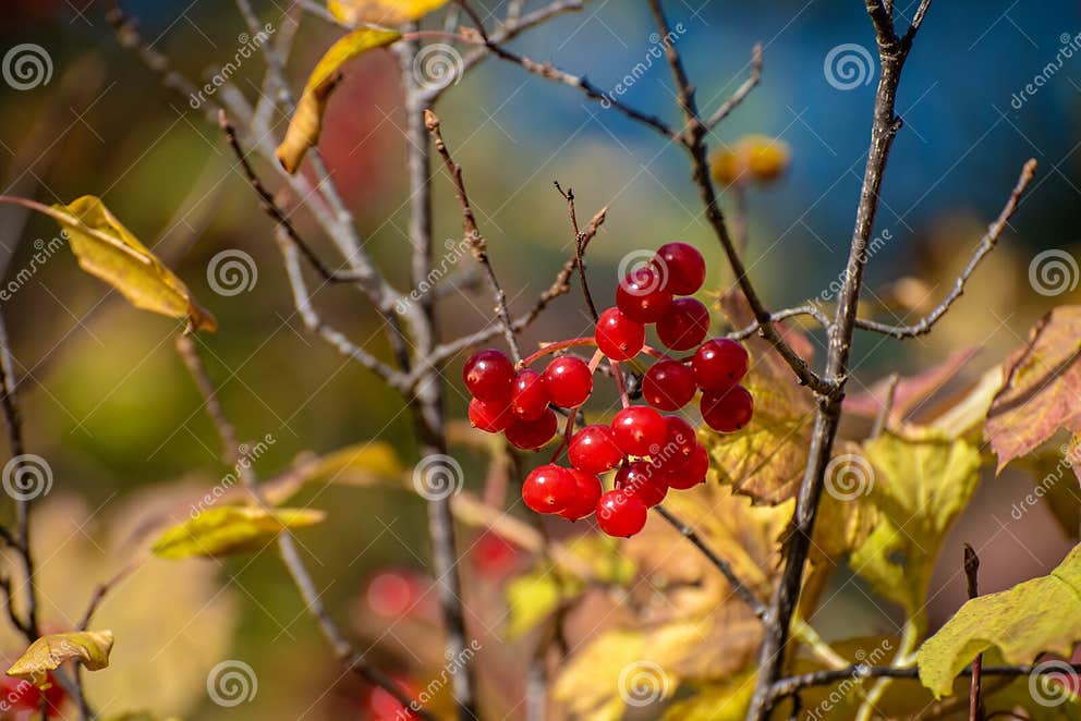 Red Beries on a Tree at Fall.. Stock Photo - Image of green, leaves ...