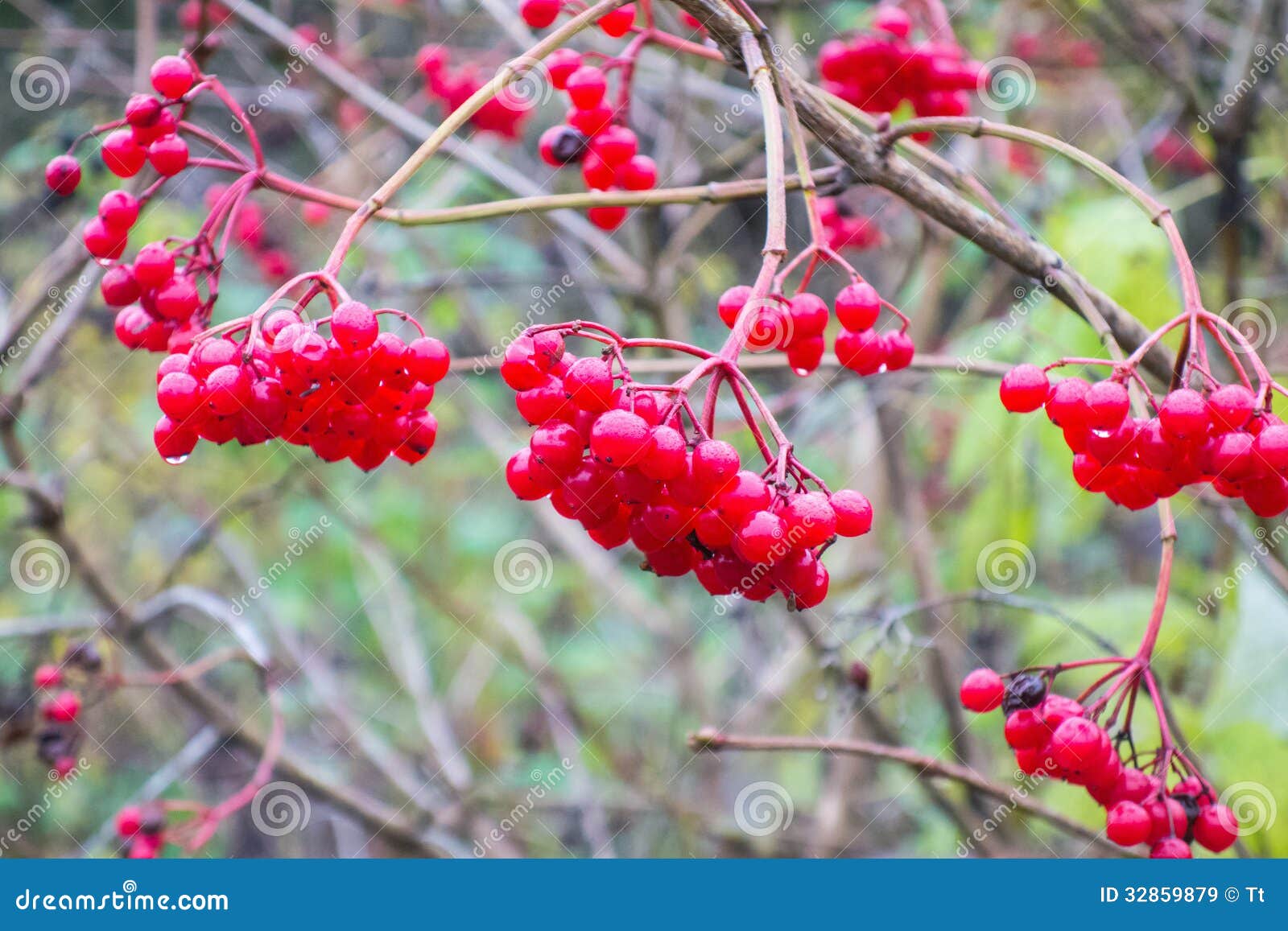 Red beries stock image. Image of garden, season, macro - 32859879