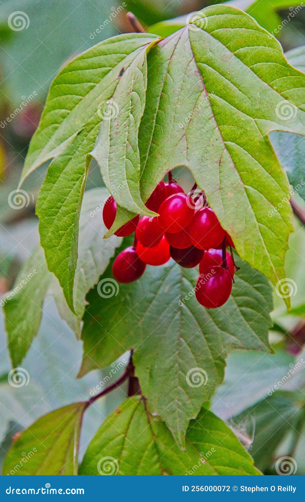 Red Berried Elder in Full Bloom Stock Photo - Image of berried, bloom ...