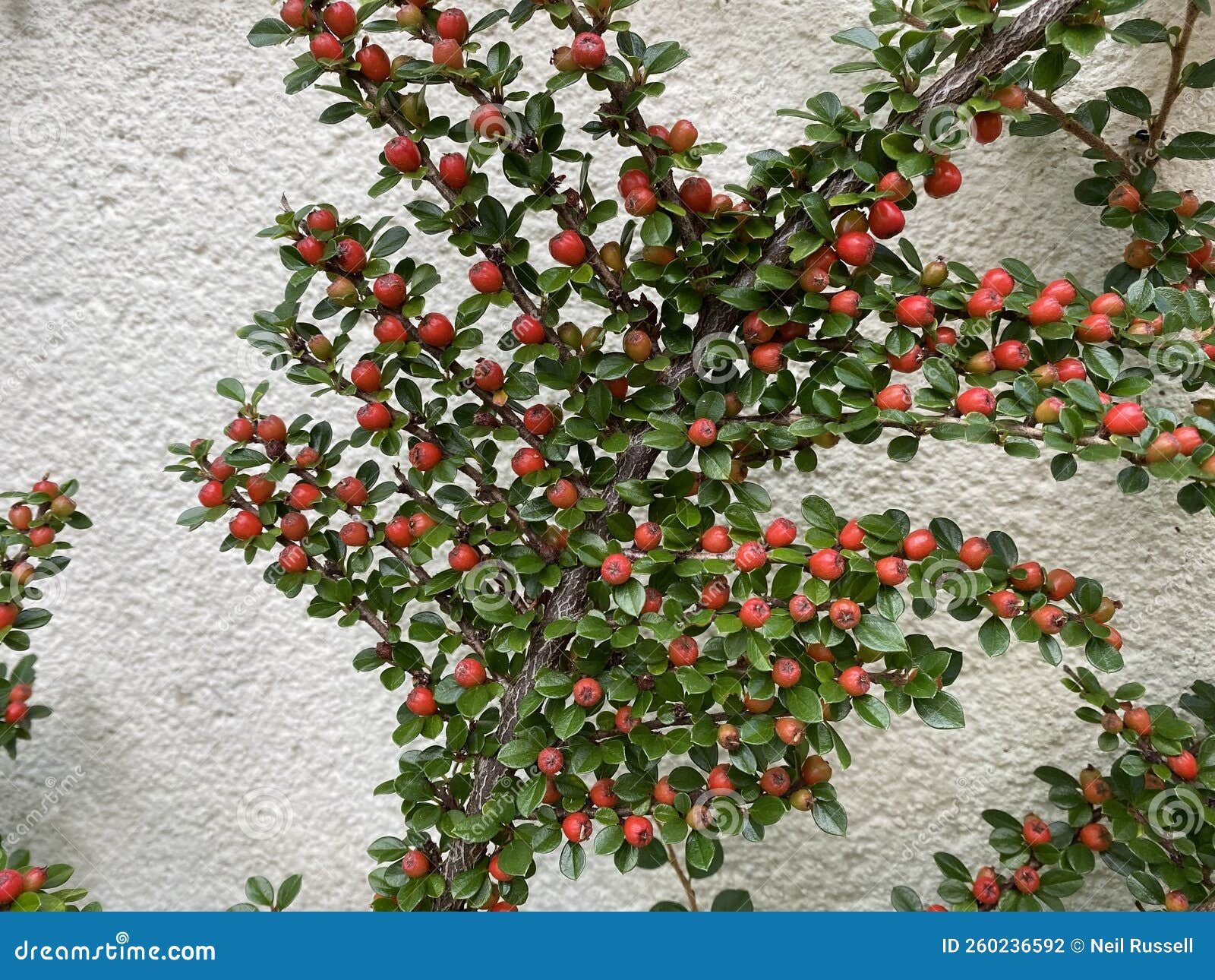 A Red Berried Shrub stock photo. Image of houseplant - 260236592