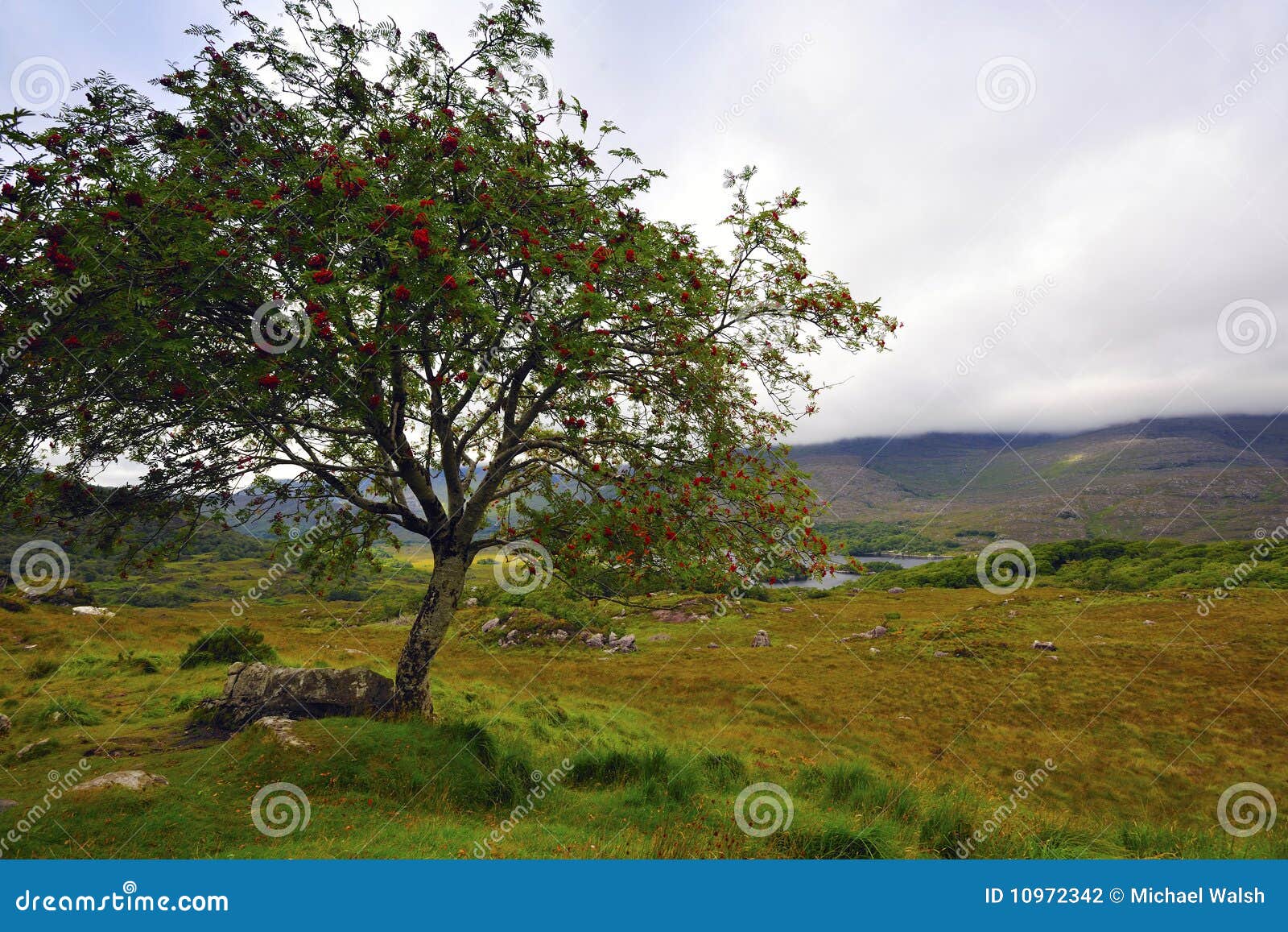 Red Berries stock photo. Image of nature, ireland, berries - 10972342