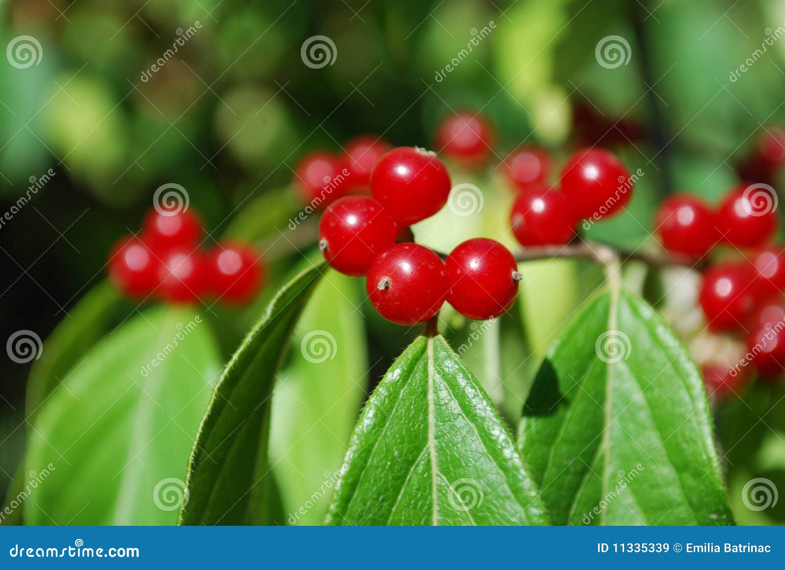 Red berries stock image. Image of flavor, leaves, diet - 11335339