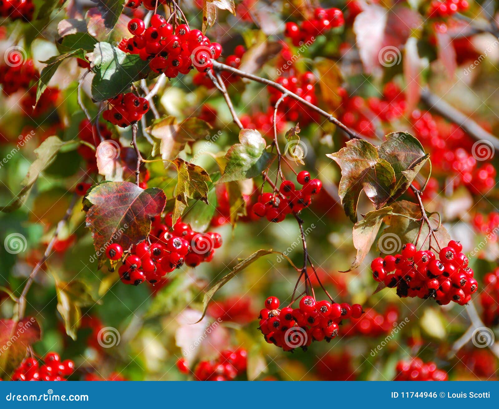 Red Berries stock photo. Image of snow, cool, christmas - 11744946