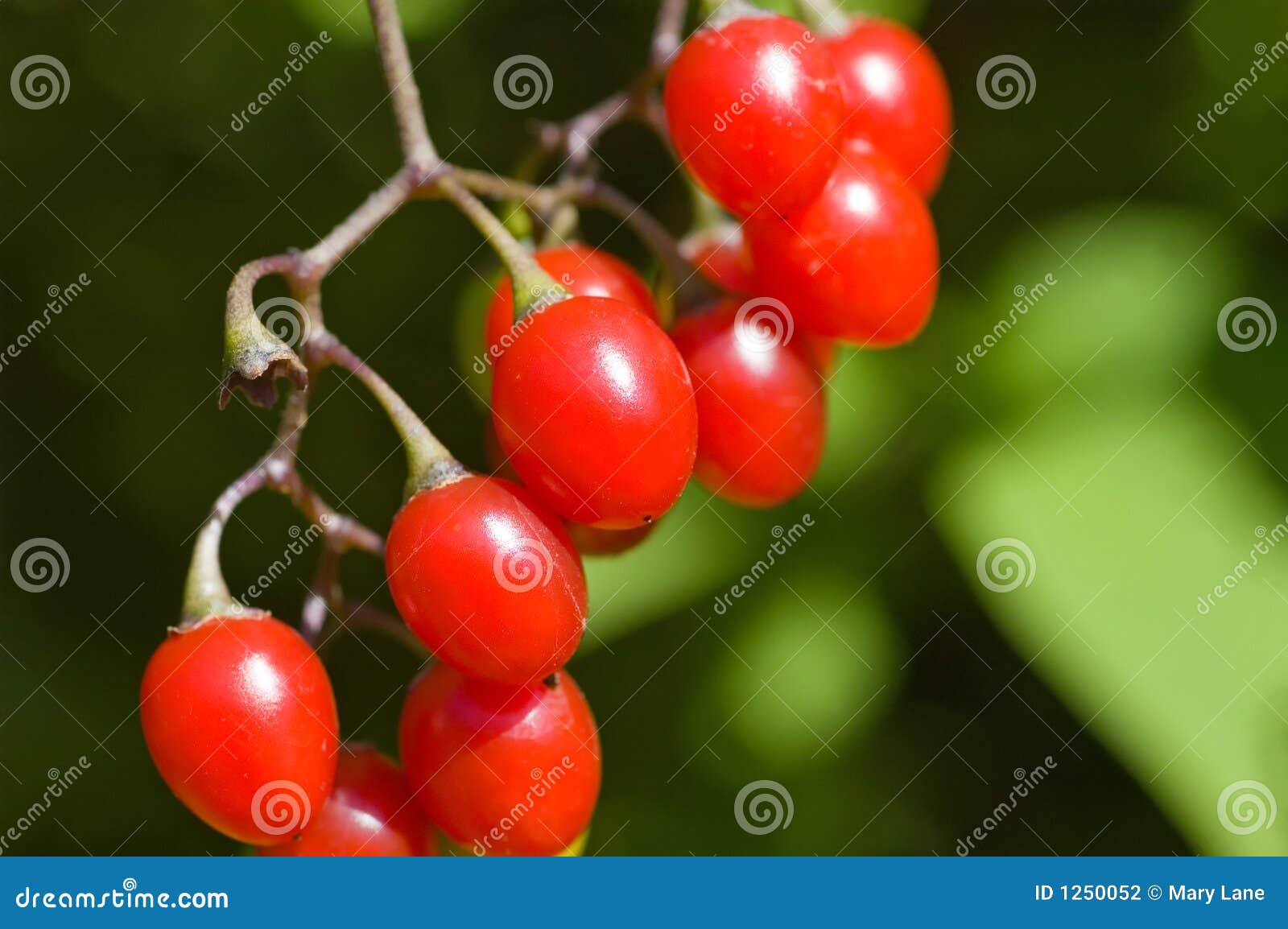 Red Berries stock photo. Image of fruit, botany, details - 1250052