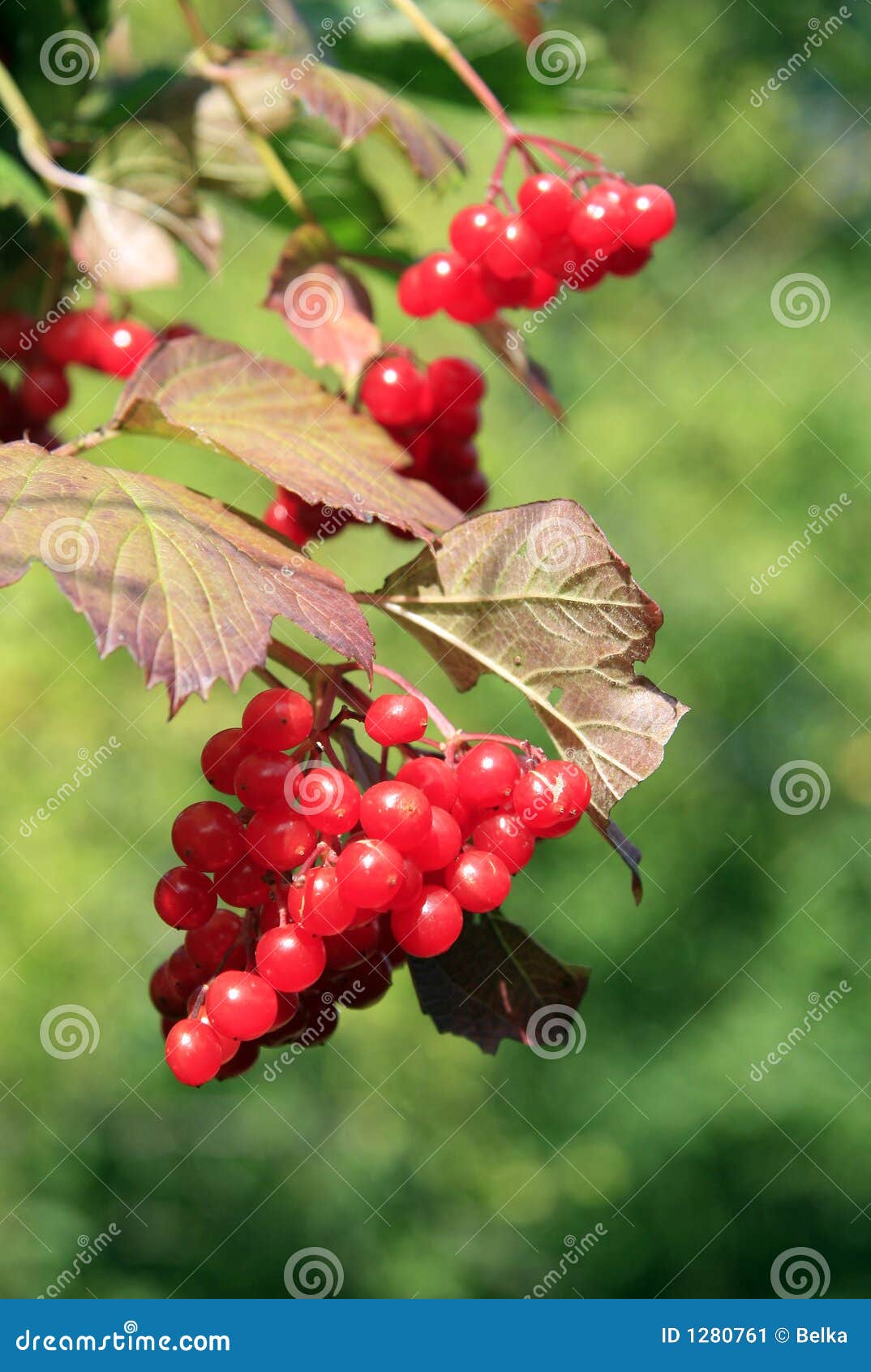 Red berries stock image. Image of bush, berry, biology - 1280761