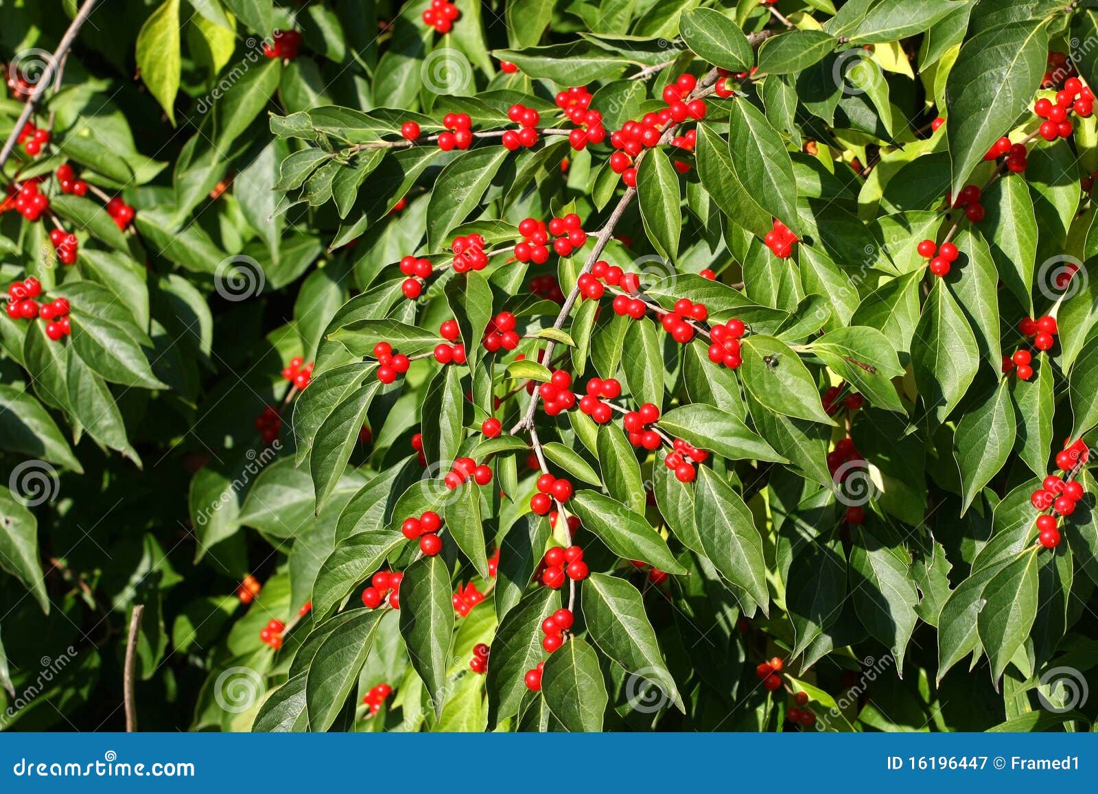 Red Berries stock image. Image of berries, fall, decoration - 16196447