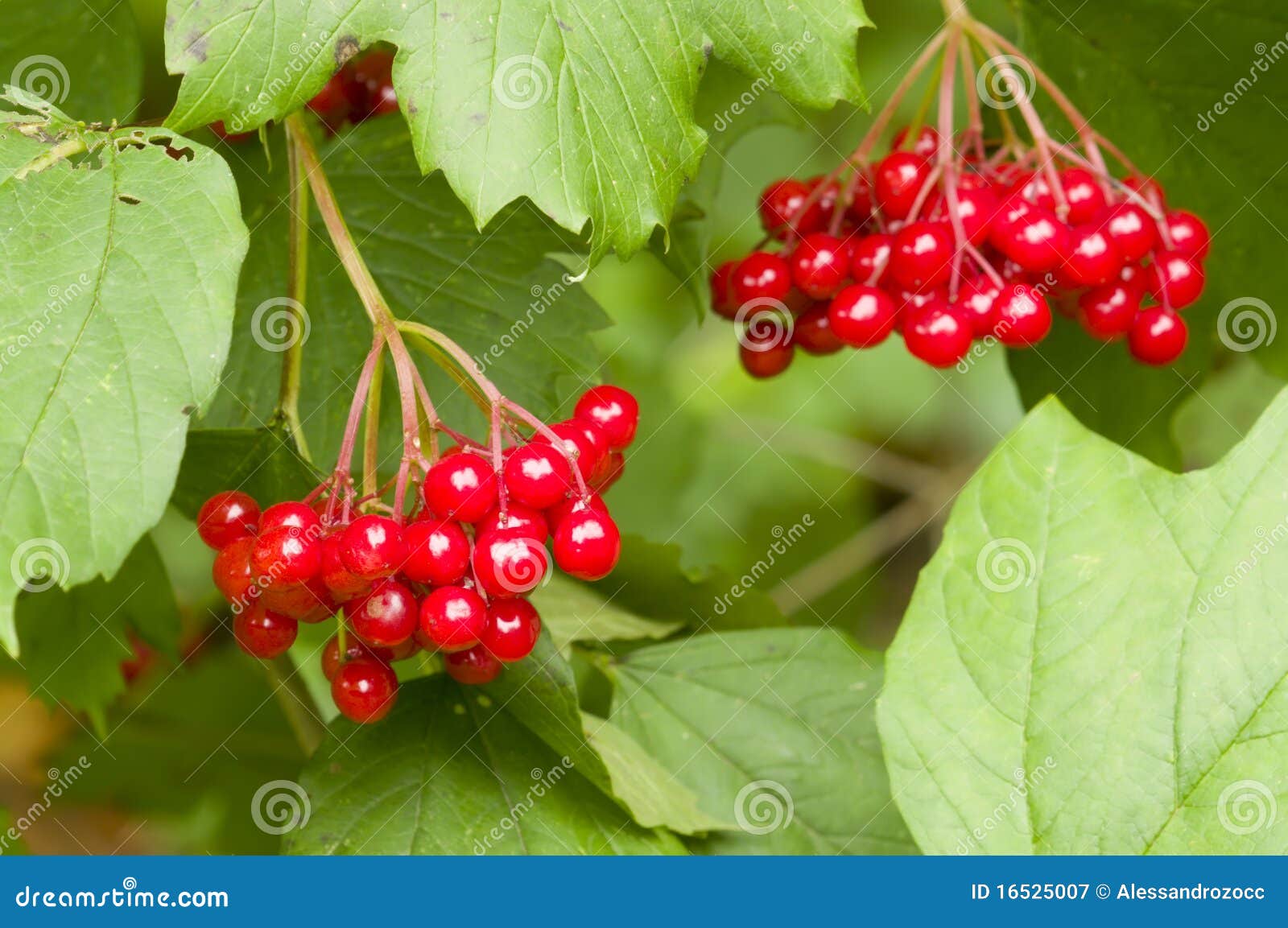 Red berries stock image. Image of green, berry, bush - 16525007