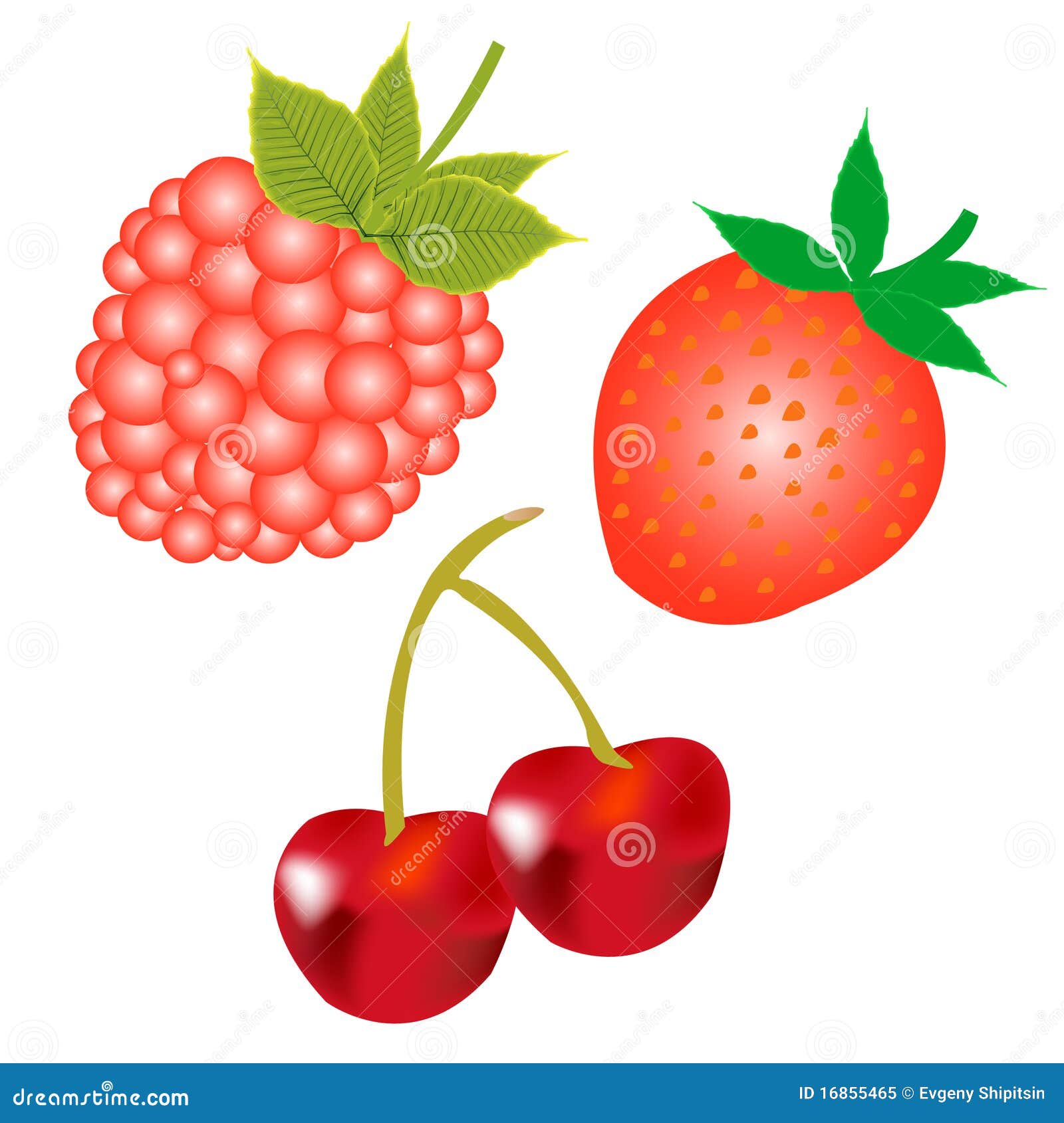 Red berries stock illustration. Illustration of ripe - 16855465