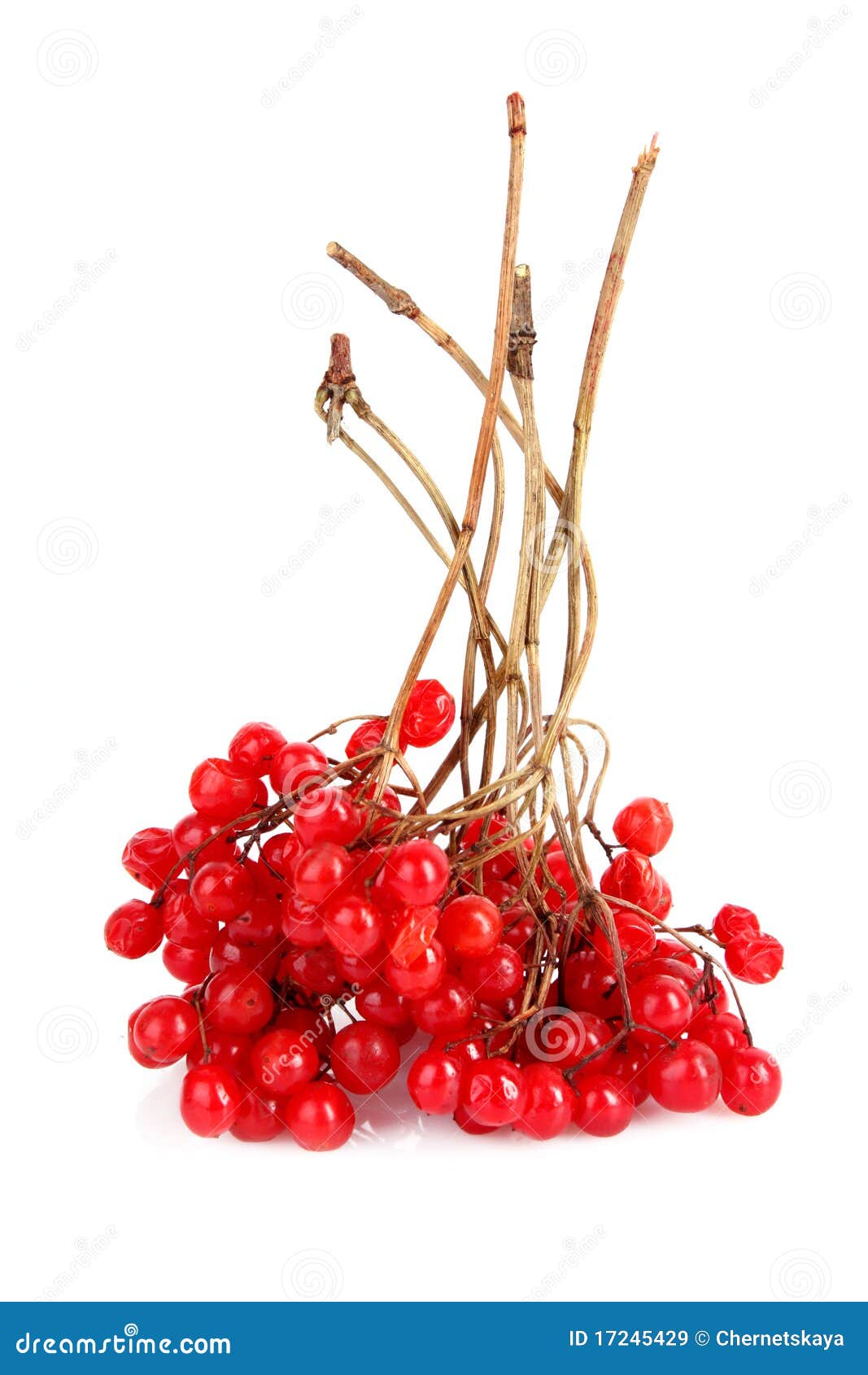 Red berries stock image. Image of berry, appetizing, medicinal - 17245429