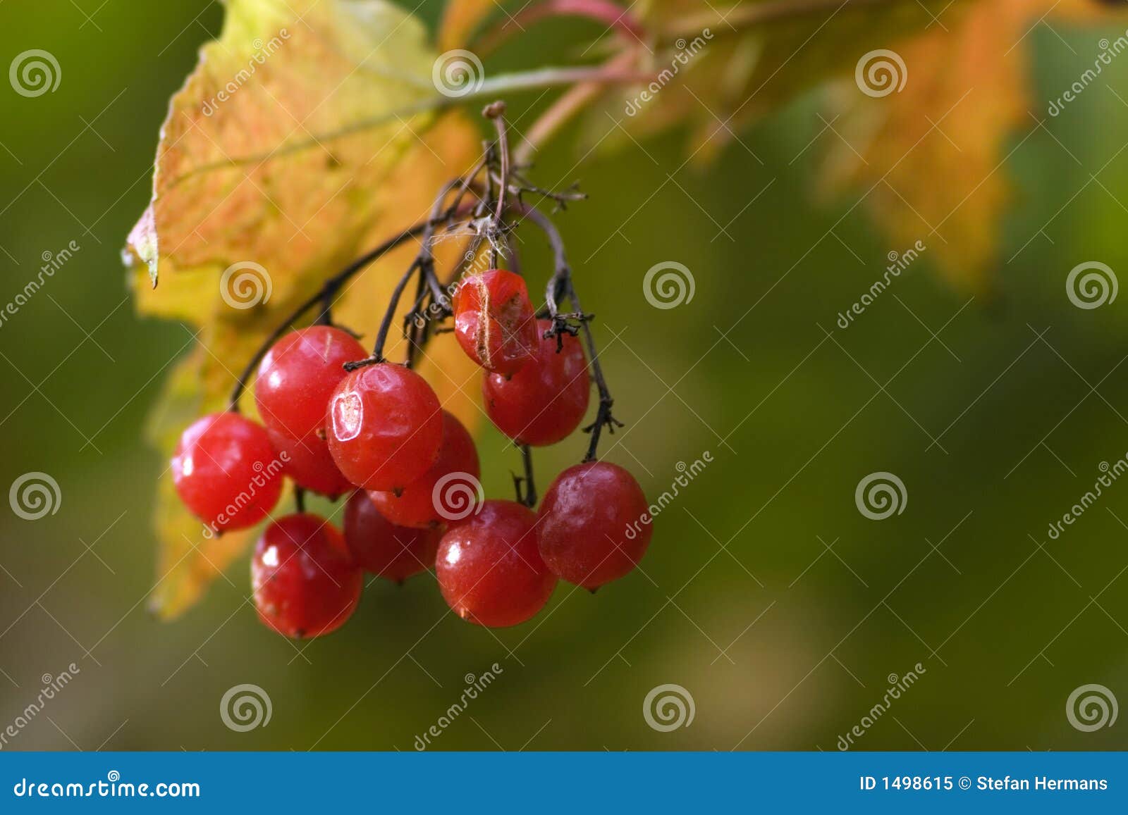 Red berries 2 stock image. Image of foliage, autumnal - 1498615