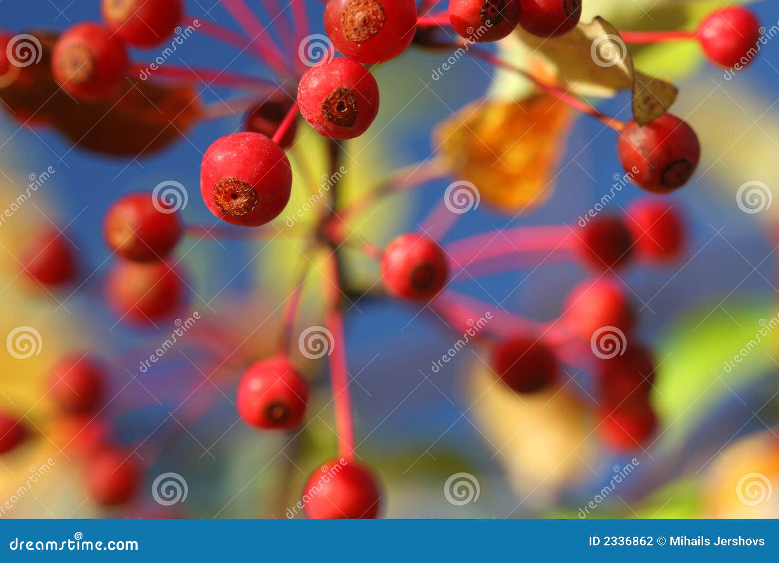 Red berries stock photo. Image of season, background, fresh - 2336862