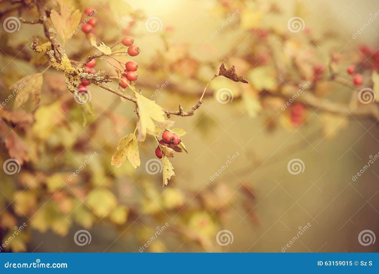 Red berries on autumn tree stock image. Image of colorful - 63159015