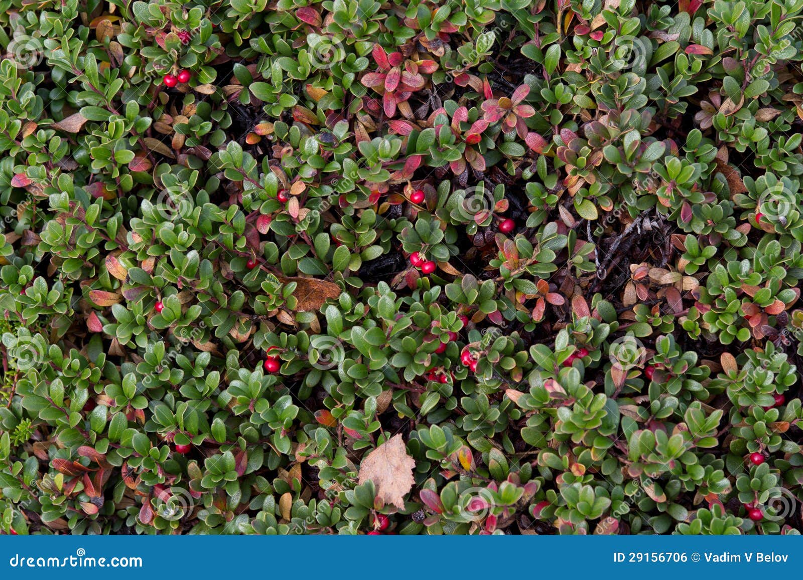 Cowberry bush stock photo. Image of leafy, vitisidaea - 29156706