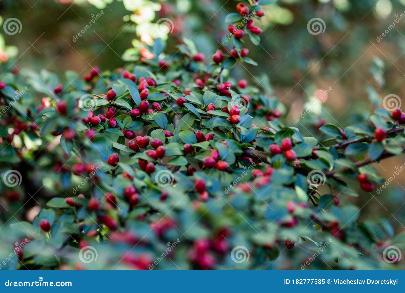 Red Berries on a Background of Green Leaves Stock Image - Image of ...