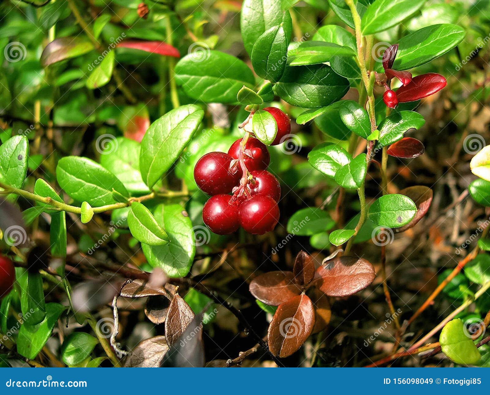 Red Berries of Bilberry on Bushes. Berries in the Tundra Stock Image ...