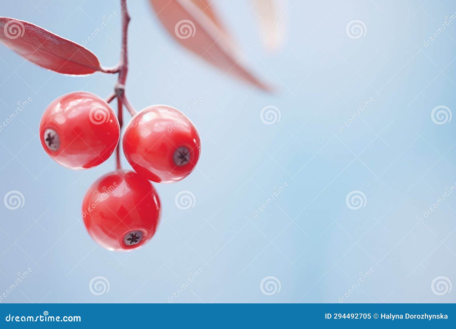 Red Berries on a Blue Background, Copy Space Stock Illustration ...