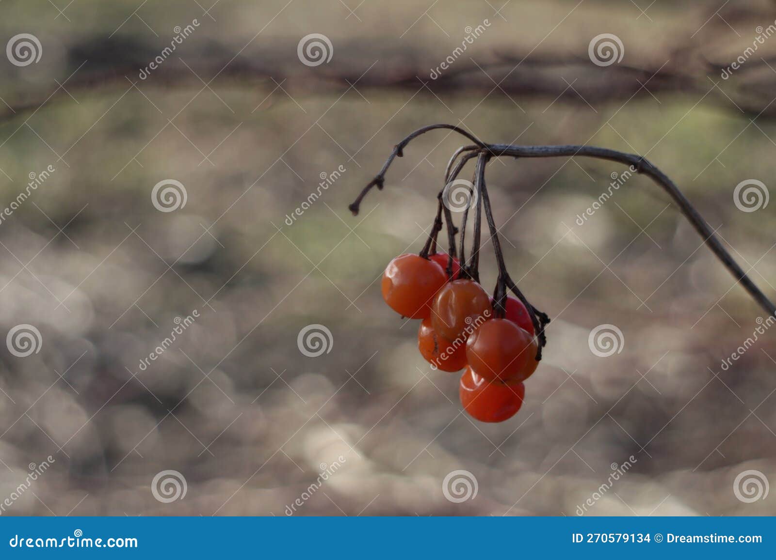 Red berries on a branch stock photo. Image of food, tree - 270579134