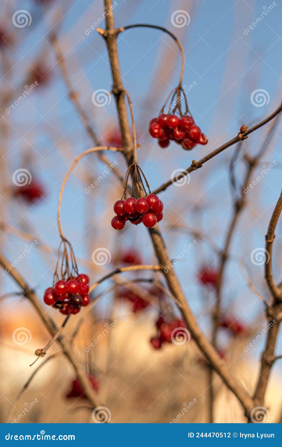 Red berries on a branch stock photo. Image of leaf, branch - 244470512